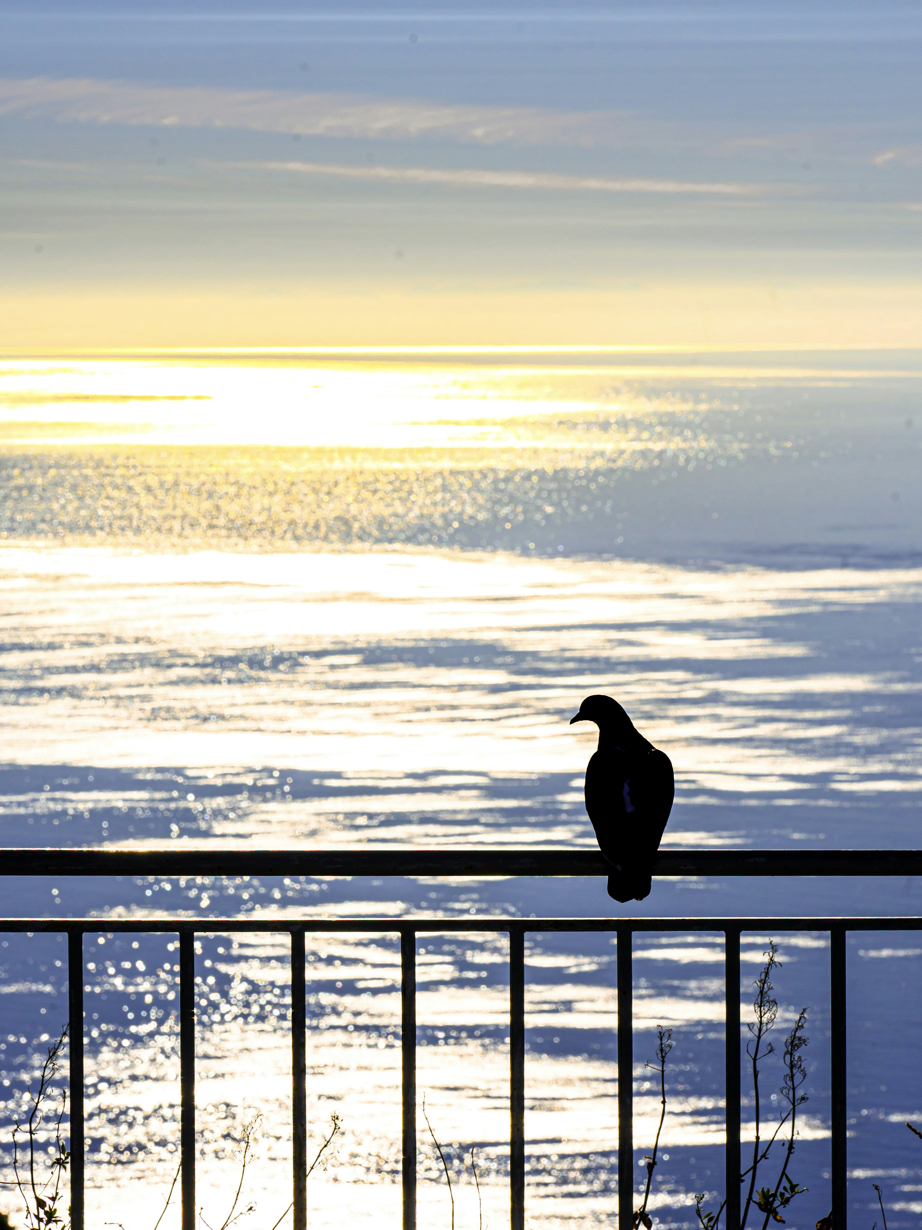 Railing Sentry: A Silhouette Over a Gilded Ocean