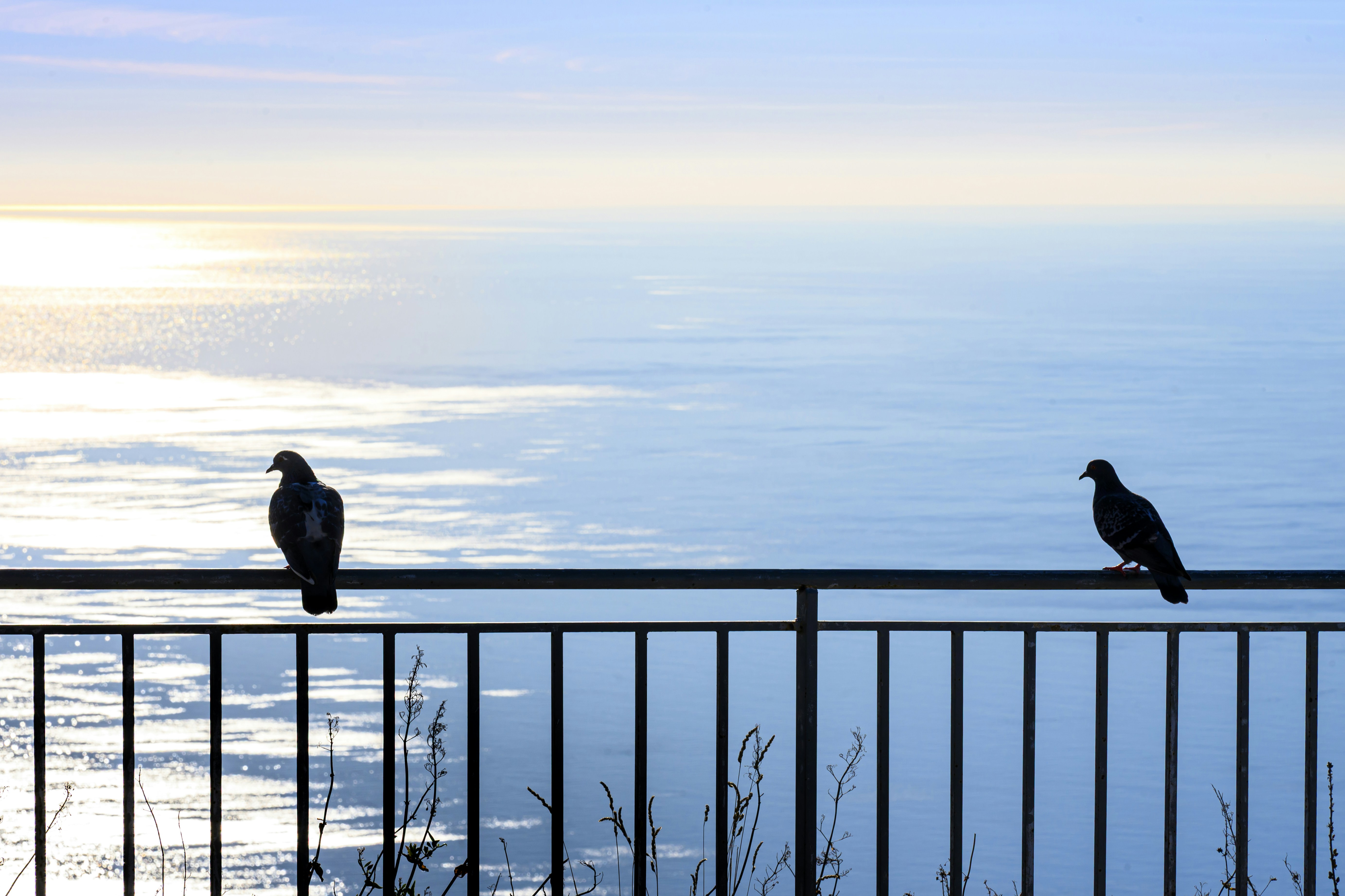Blue Hour on the Rail: Two Birds Perched Along a Quiet Seaboard Fence