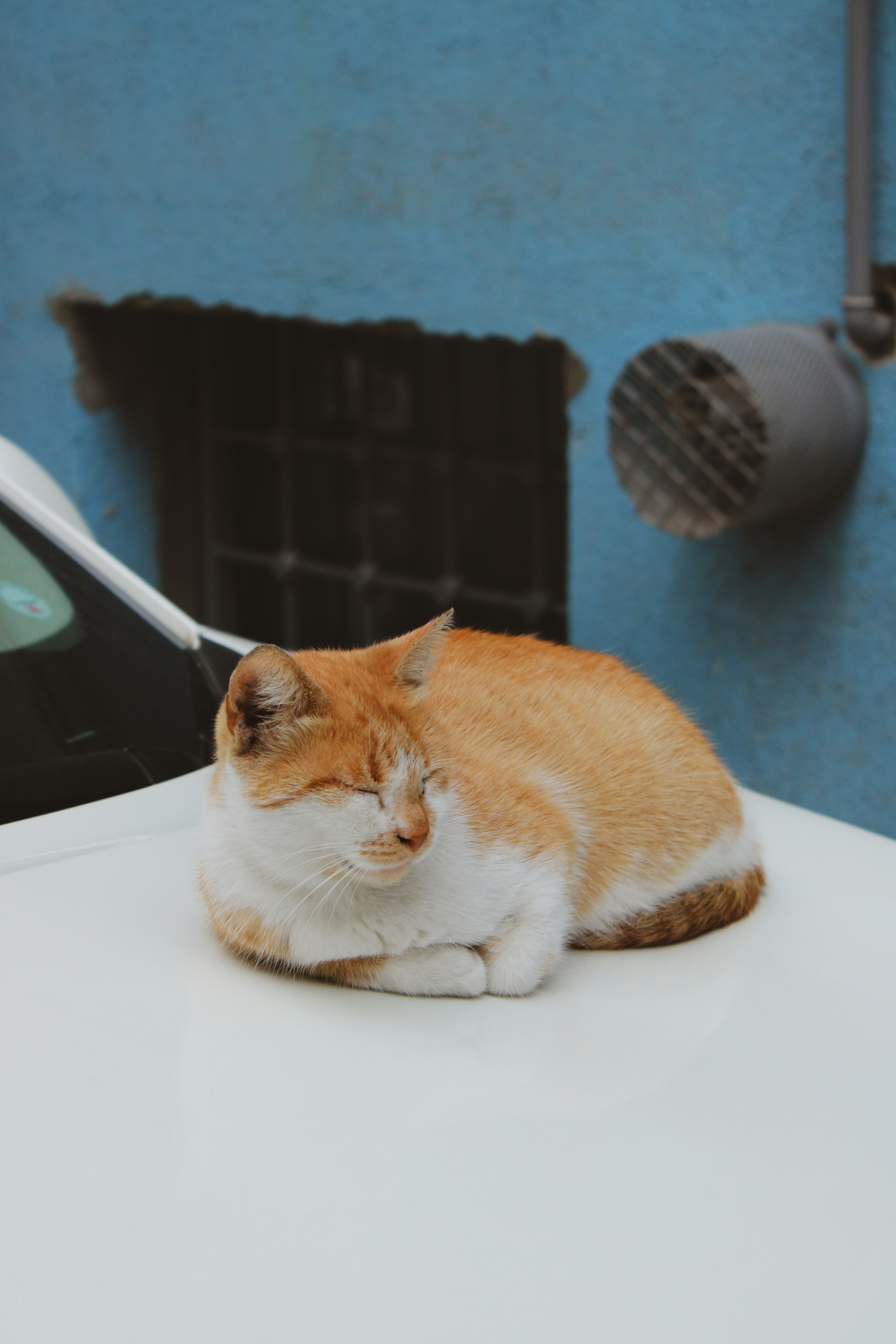 Nap on White Hood: A Ginger-White Cat Lounges Against a Blue Wall