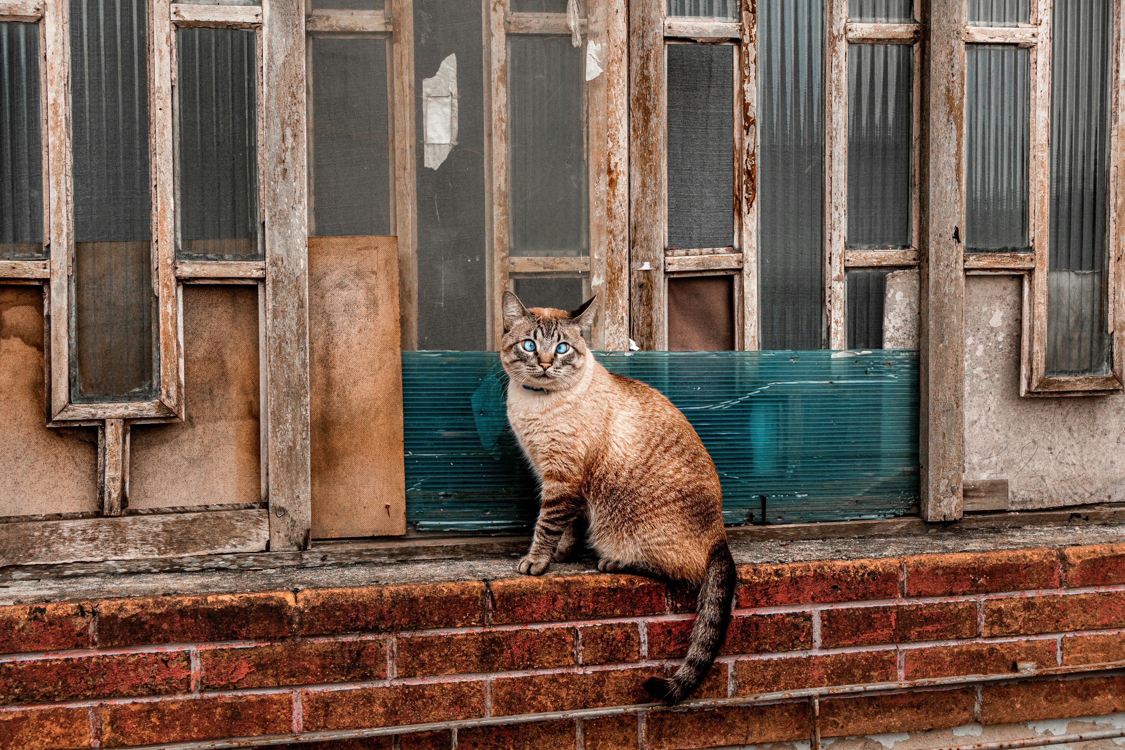 Blue-eyed cat surveys weathered window from rustic brick perch.