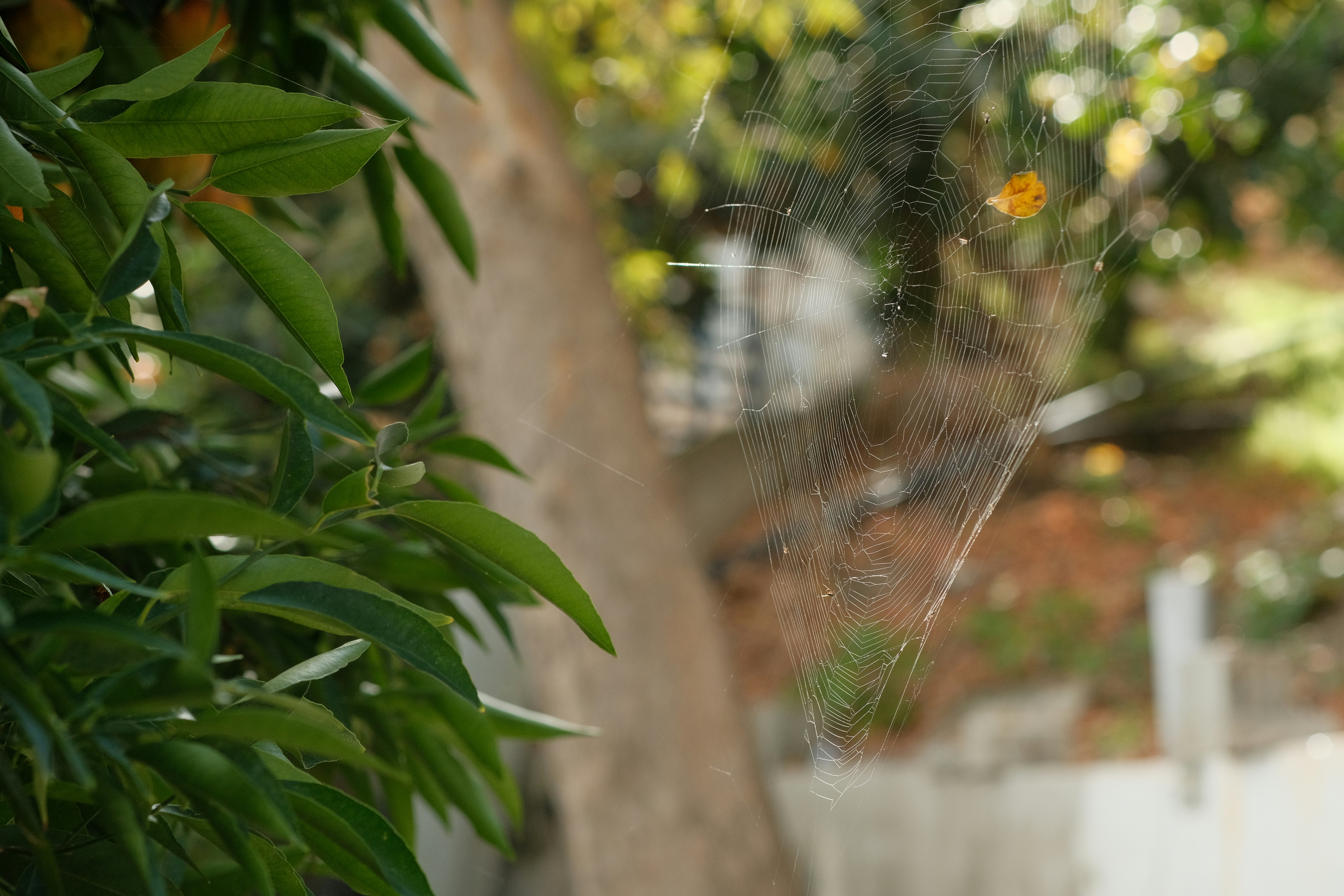 Dew-Kissed Silk Between Green Fronds