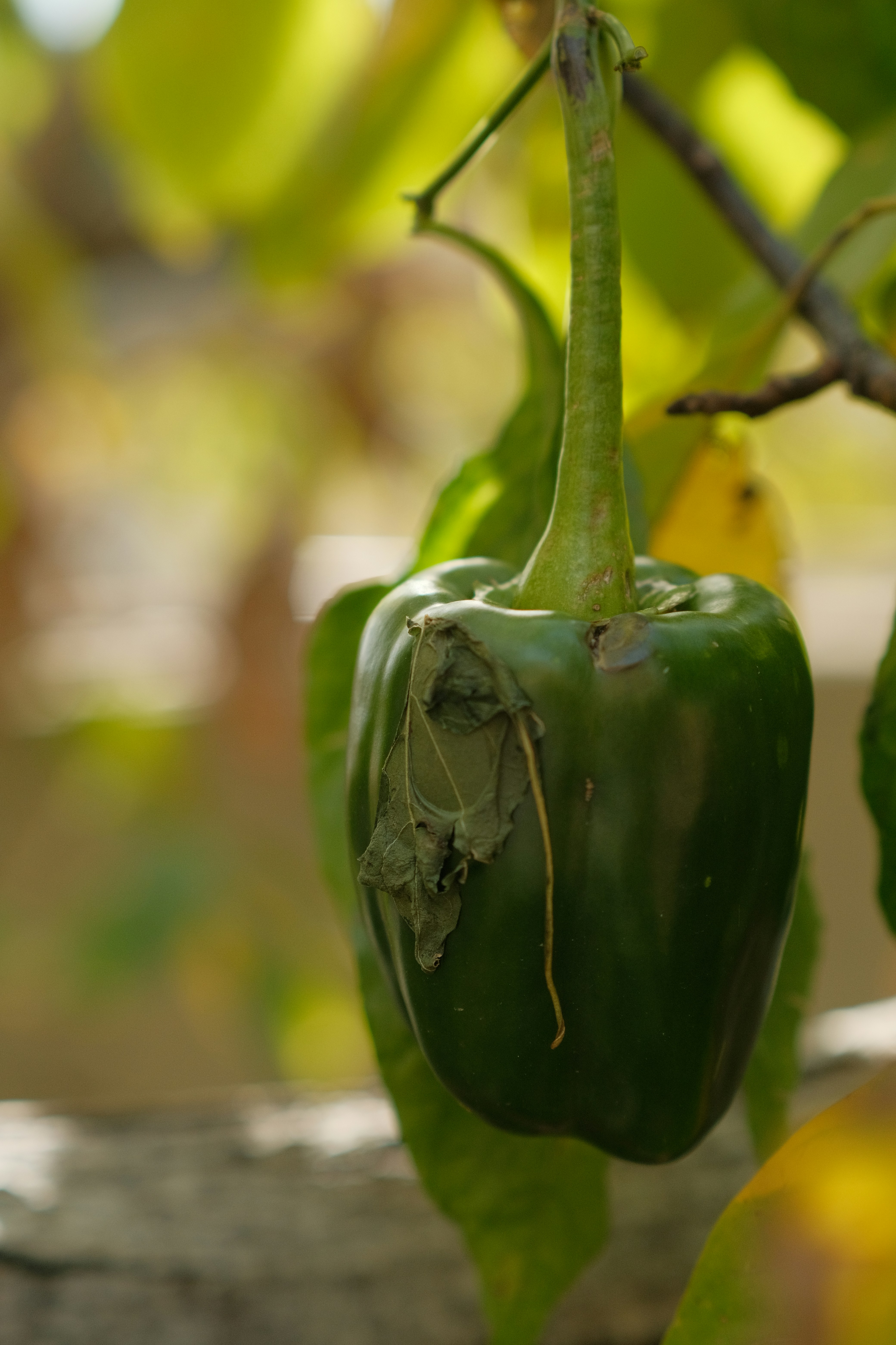 A Quiet Portrait of a Green Bell Pepper in Soft Light