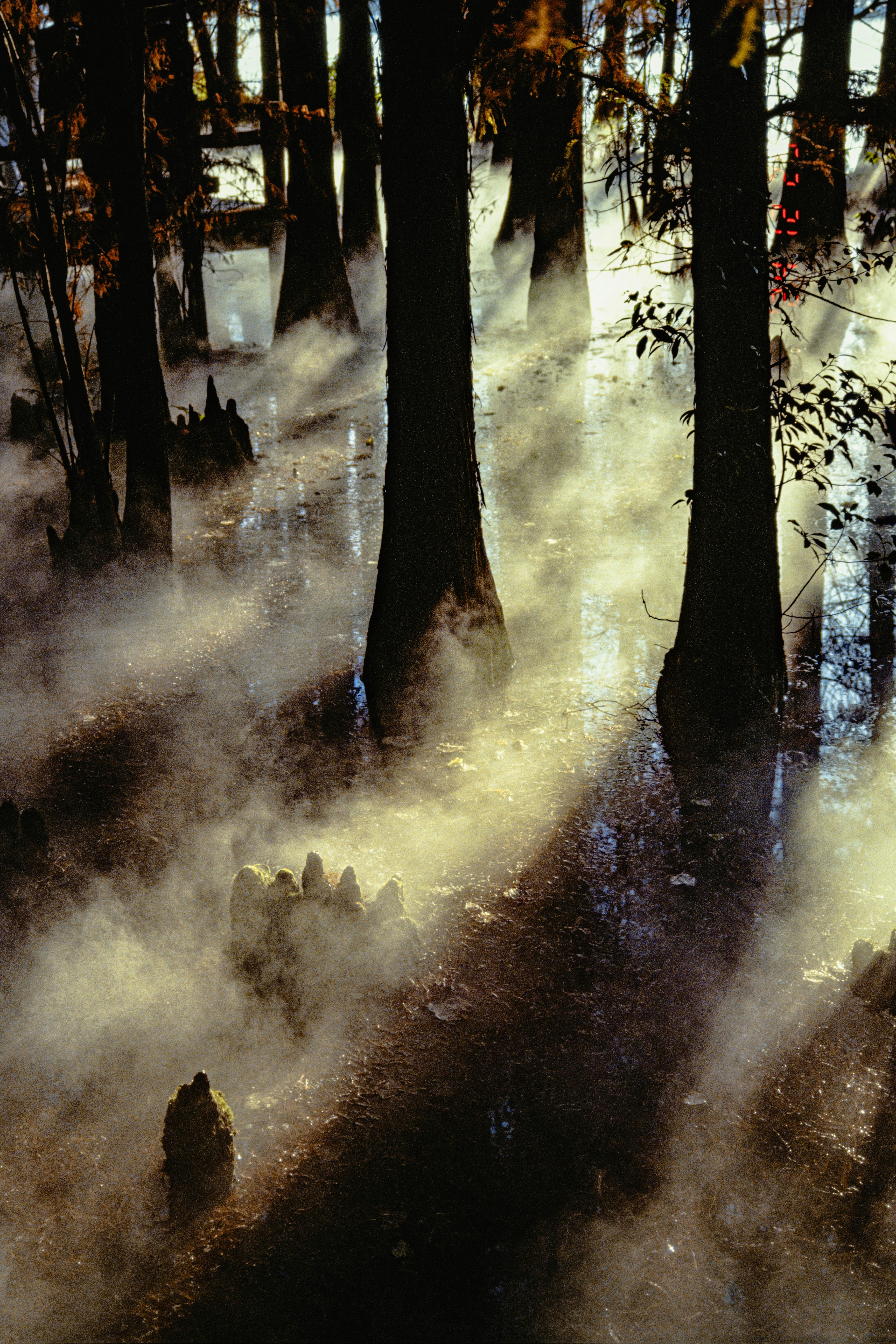 Photo by Alex Taylor with Nikon Z7 II