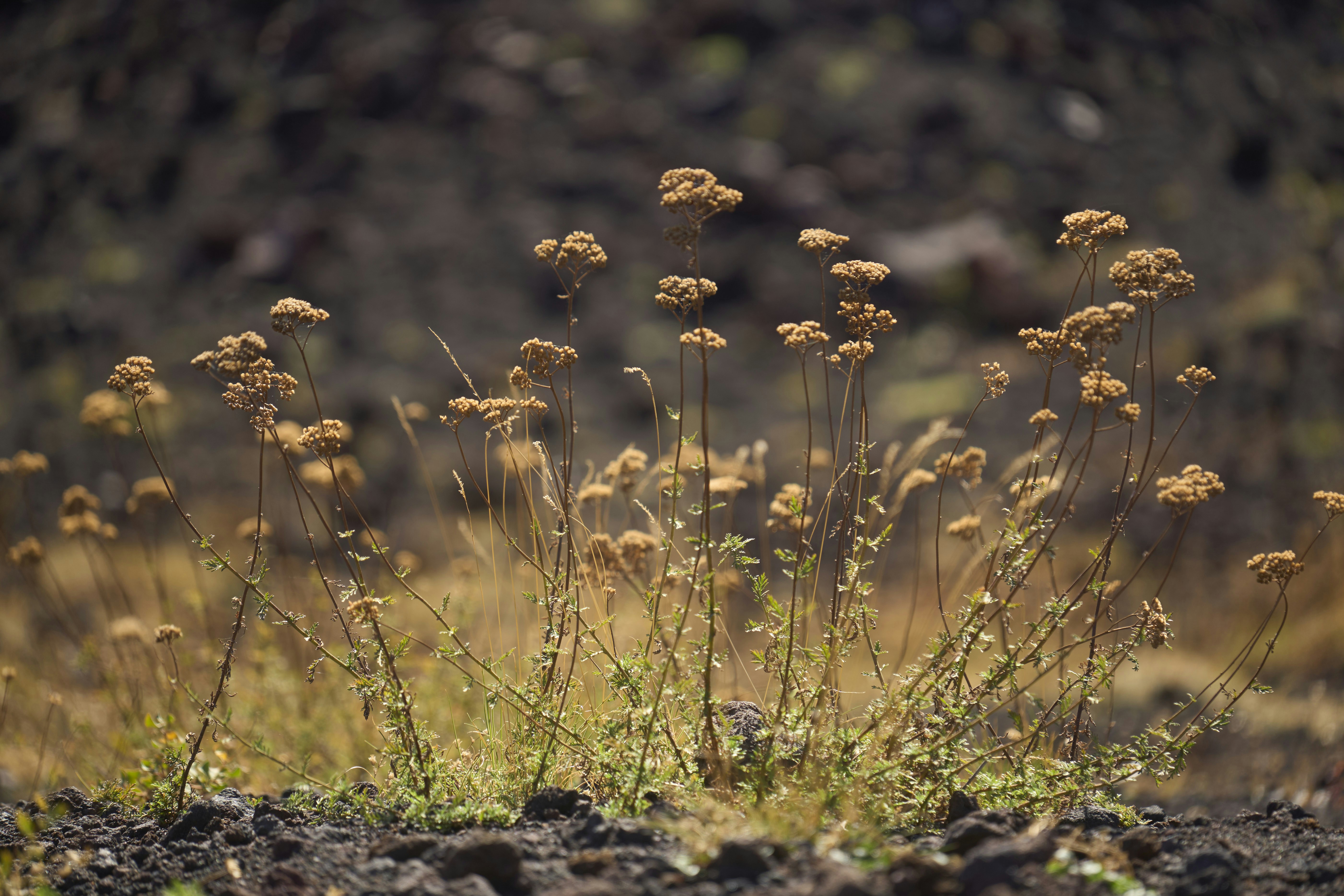 Golden Heads on a Gravel Stage: Delicate Wildflowers in Soft Focus