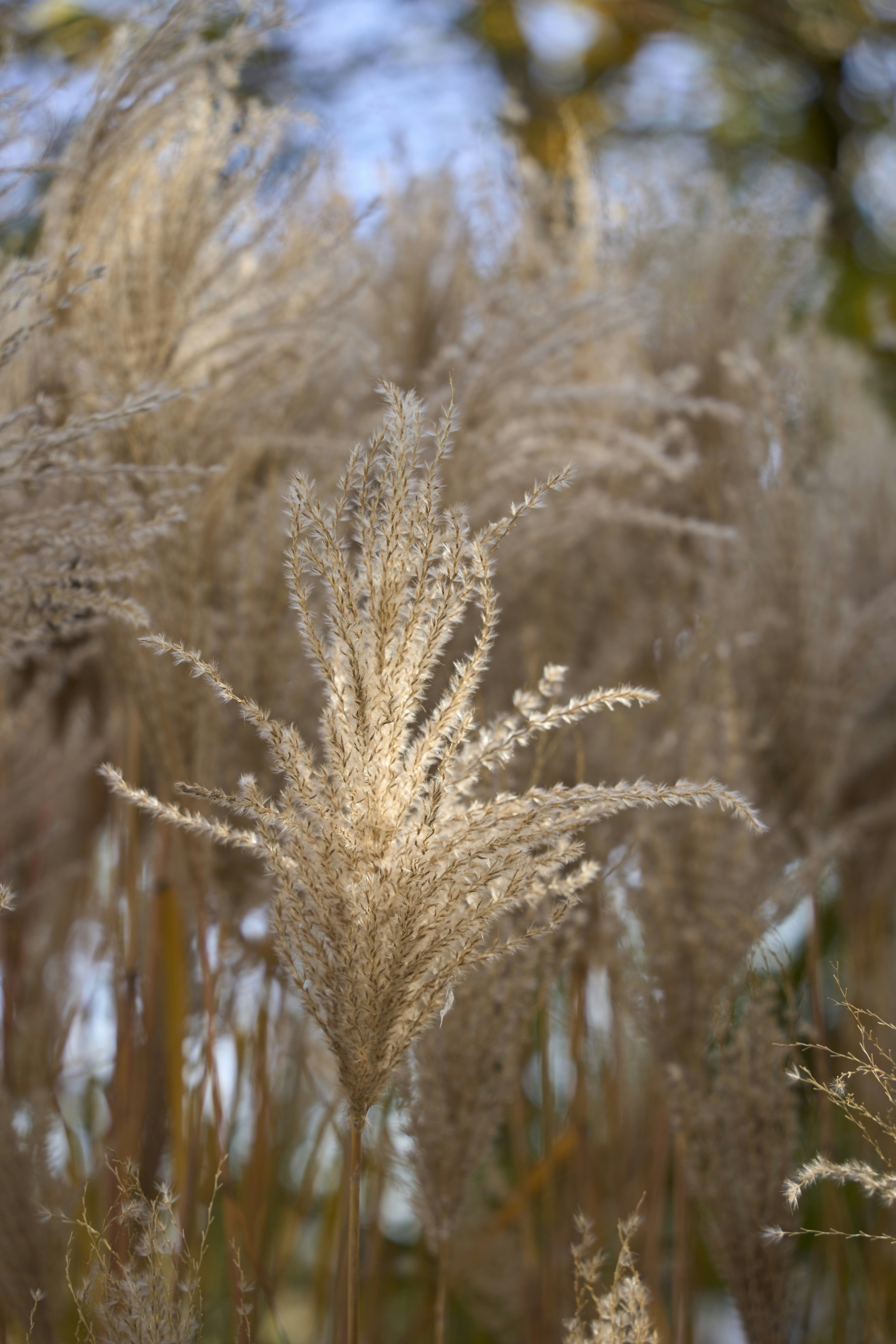 Photo by Wolfgang Hasselmann with Sony Alpha 7 IV