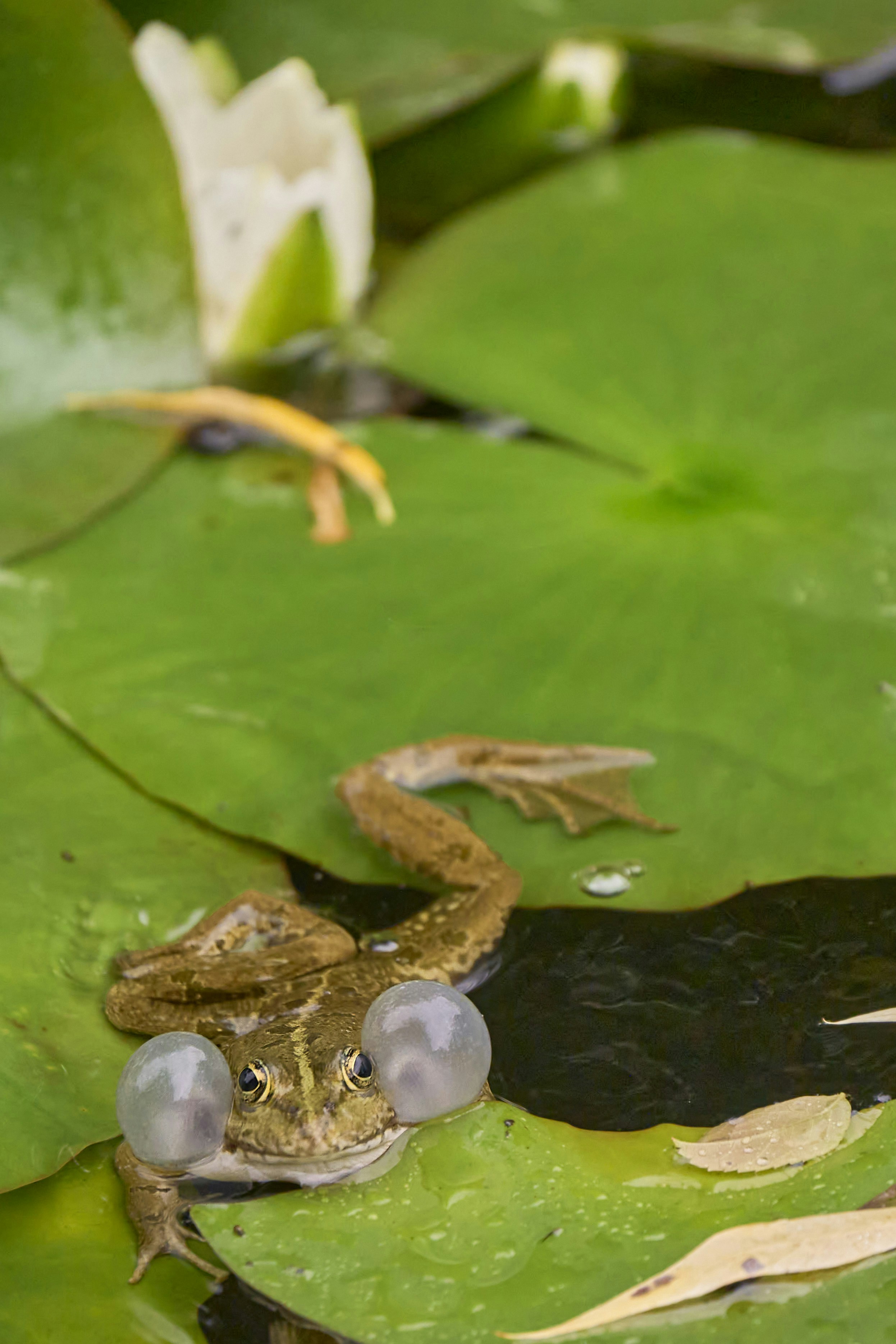 Bubble-eyed Frog on a Lily Pad: Macro Moment in Quiet Water