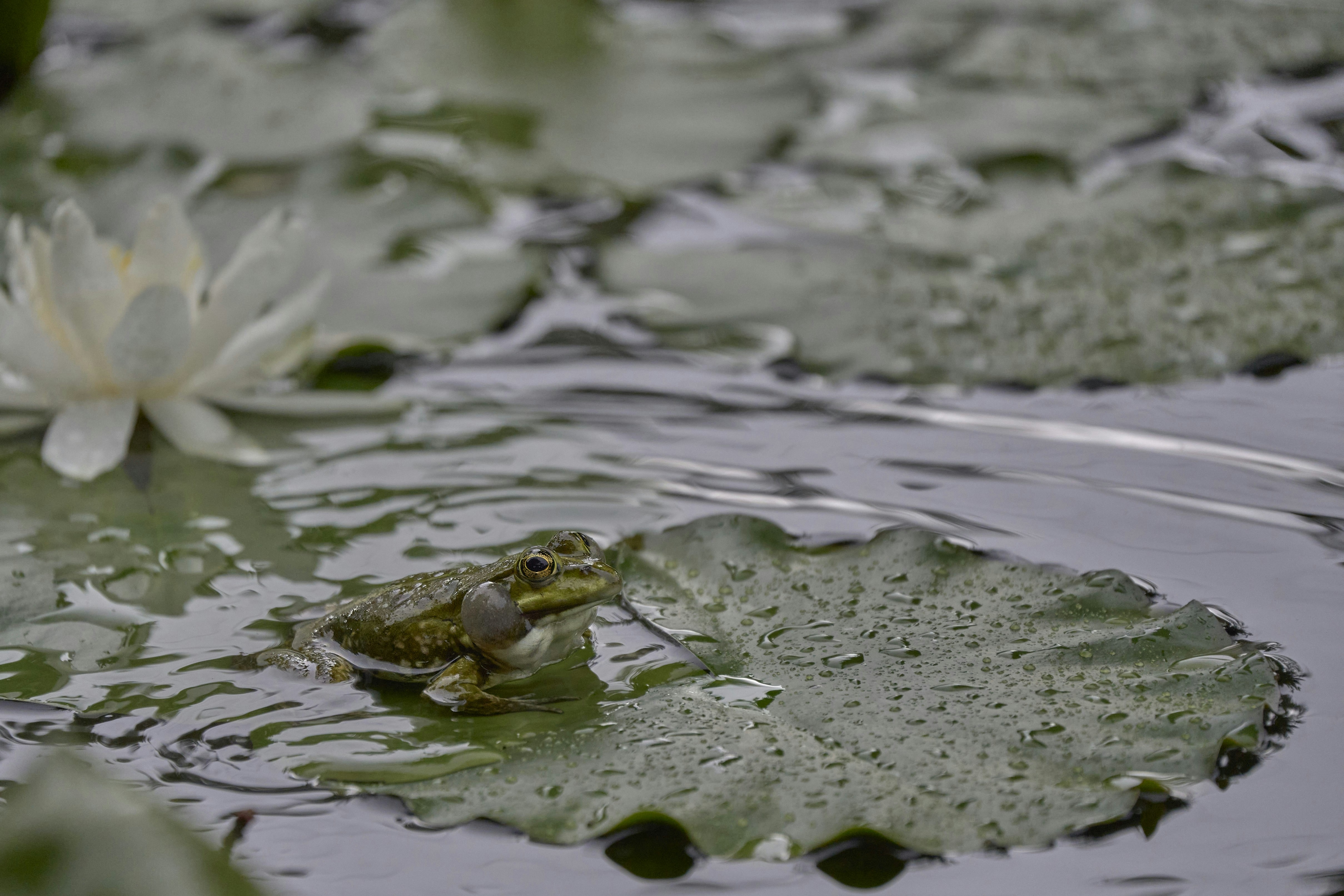 Photo by Wolfgang Hasselmann with Sony Alpha 7 IV
