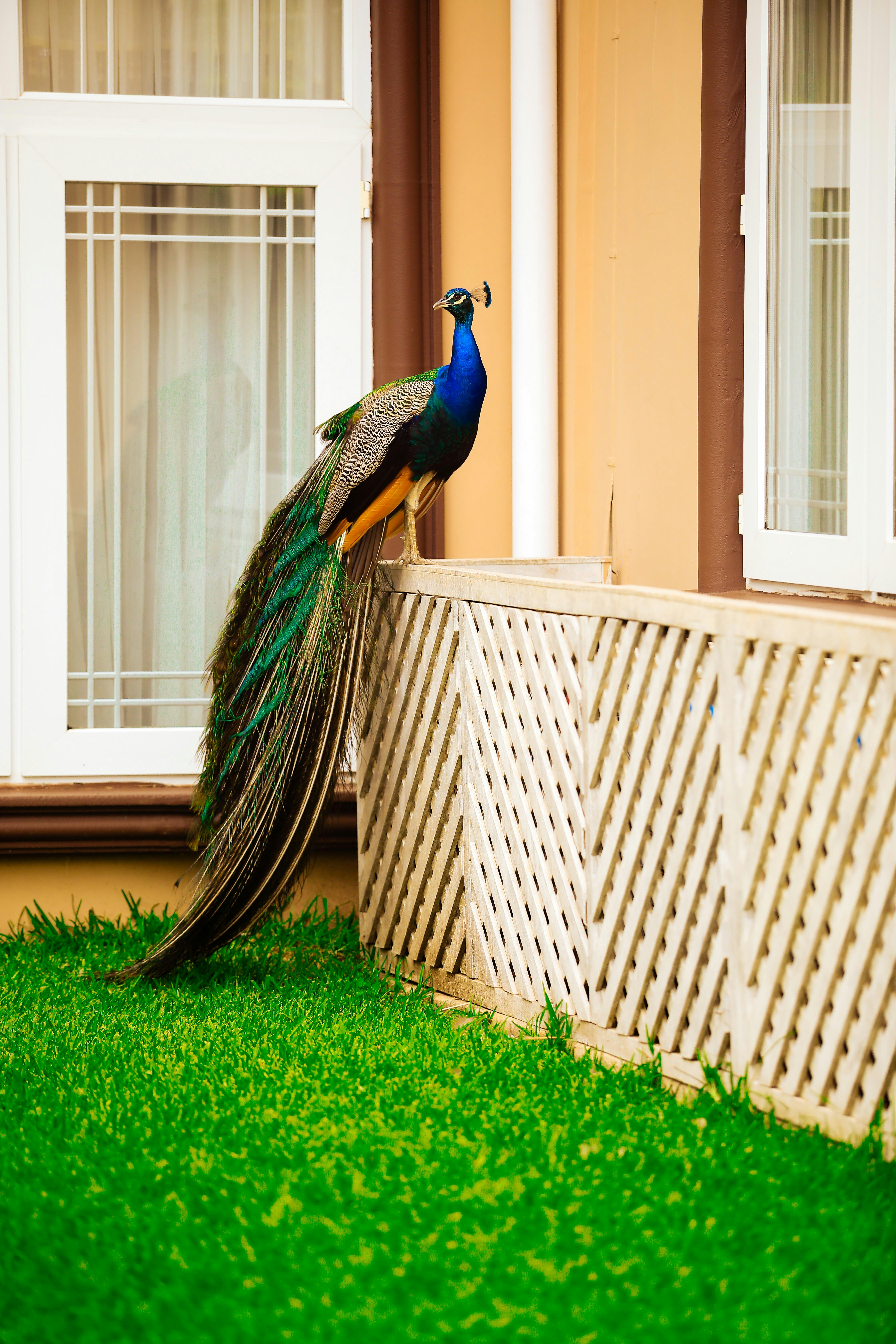 Veranda Sentinel: Iridescent Peacock Guarding a Sunlit Garden