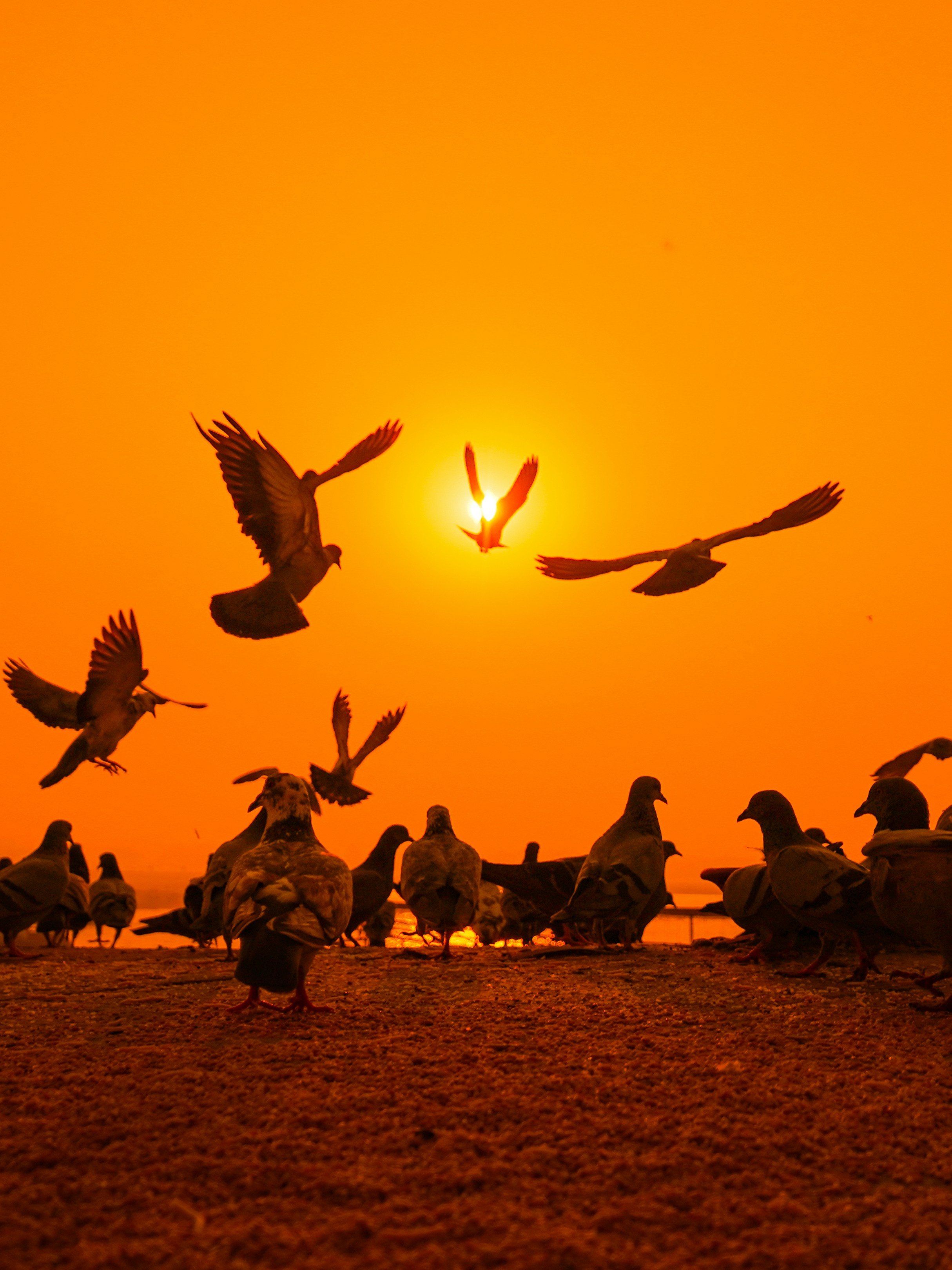 Golden hour shots of birds flying over a waterfront.