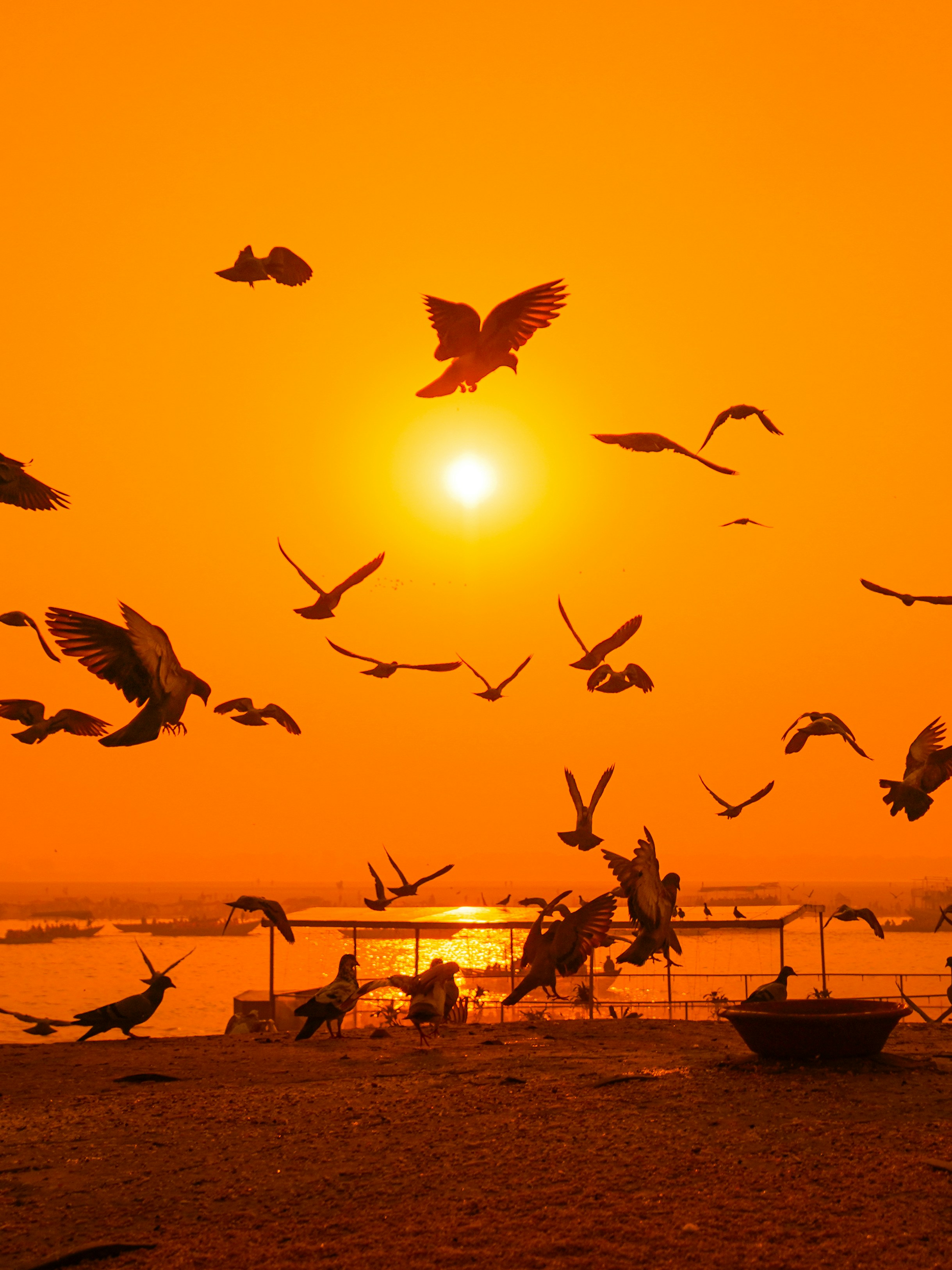 Golden hour shots of birds flying over a waterfront.