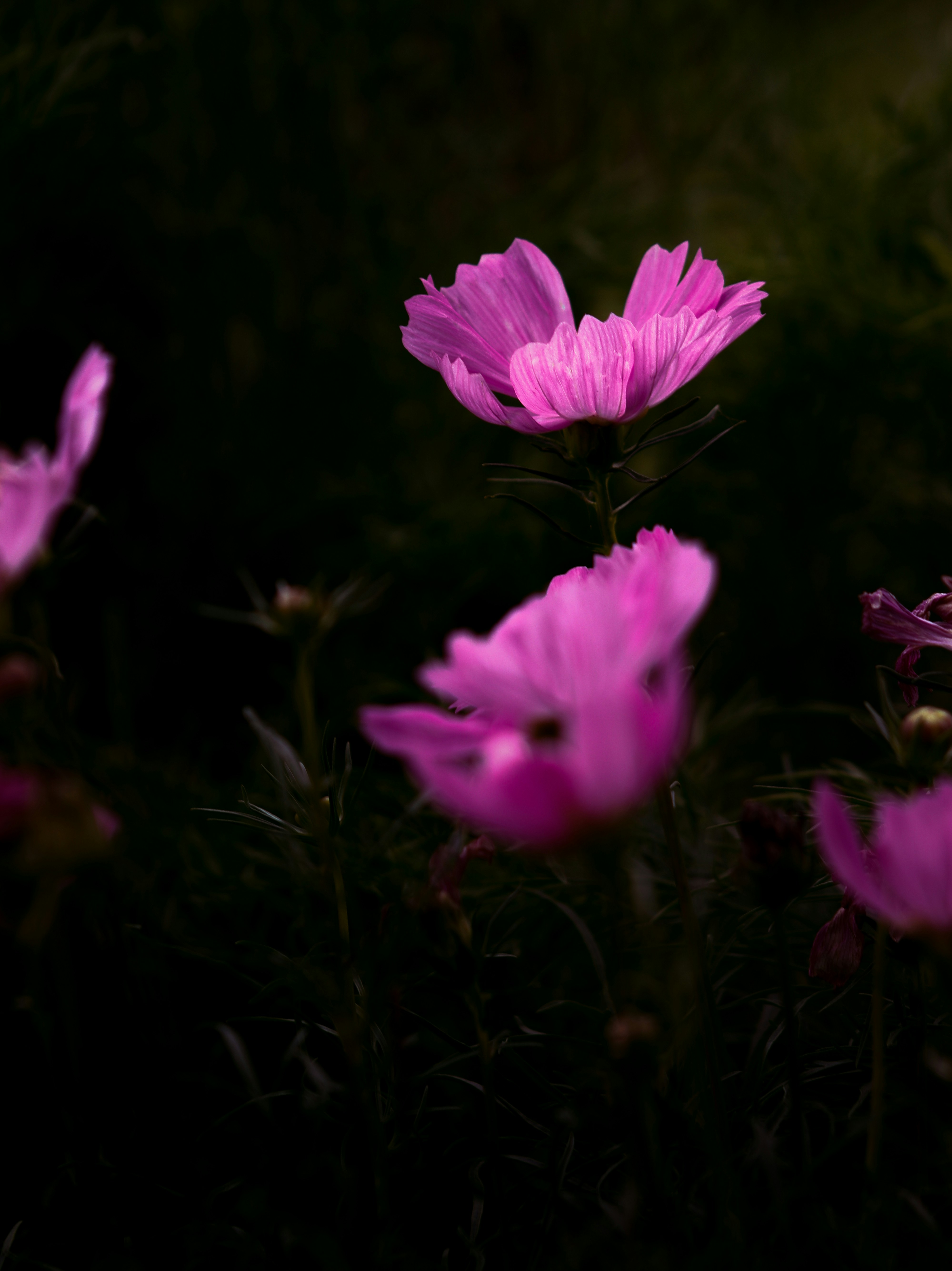 Shadow Images Flower 🌷
