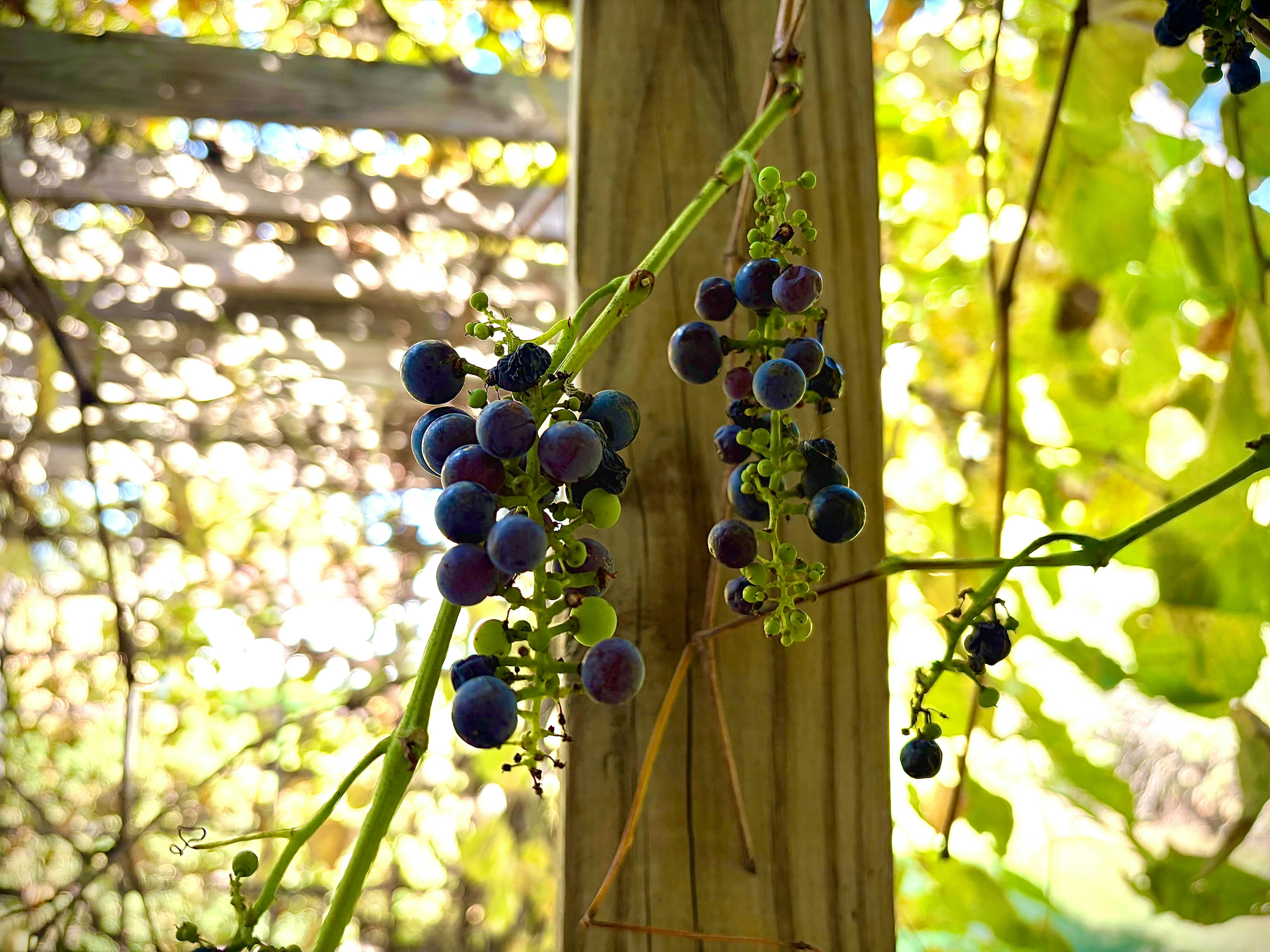 Grapes hang on a vine