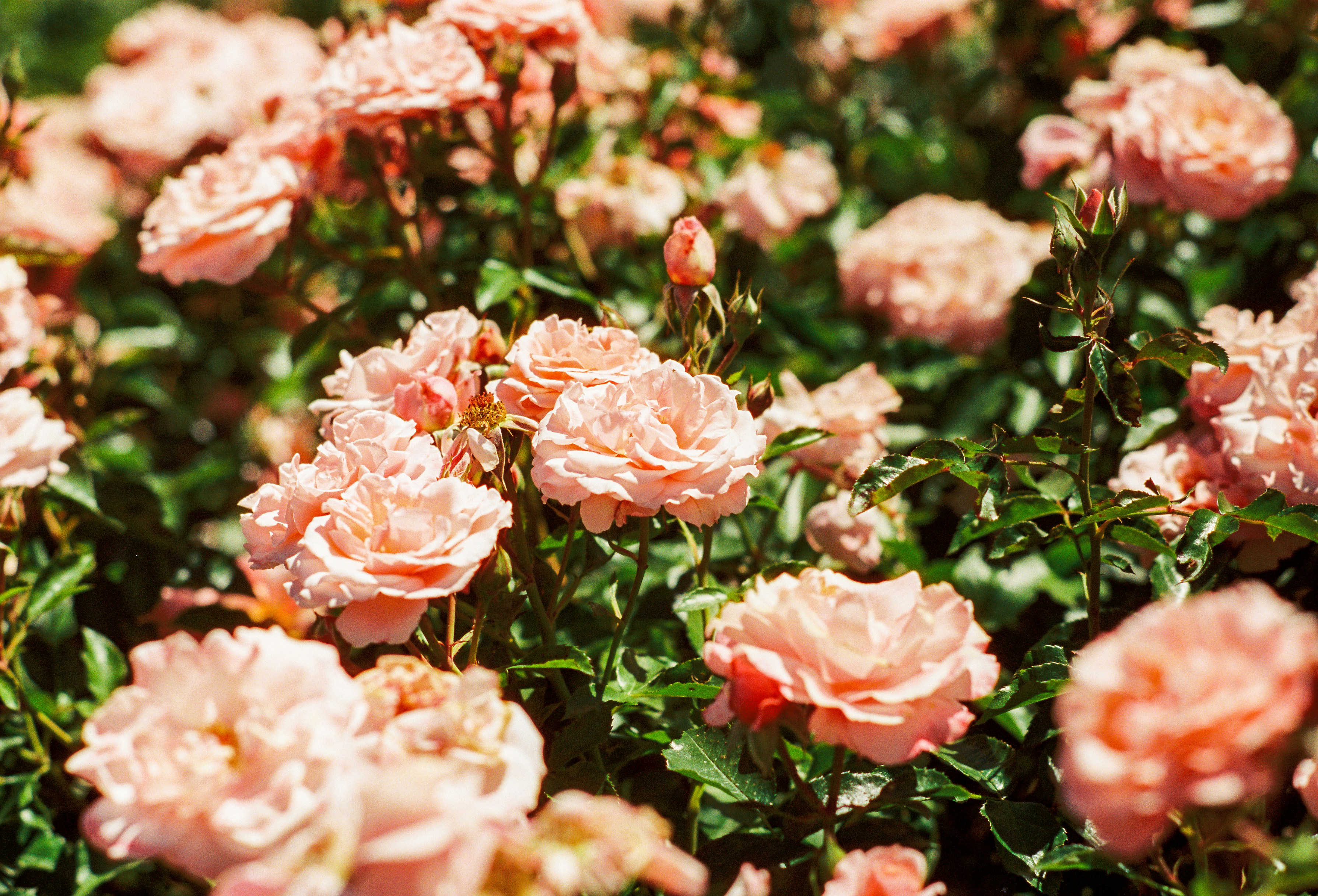 A bush of delicate pink roses in bloom. photo – Free Flower Image on ...