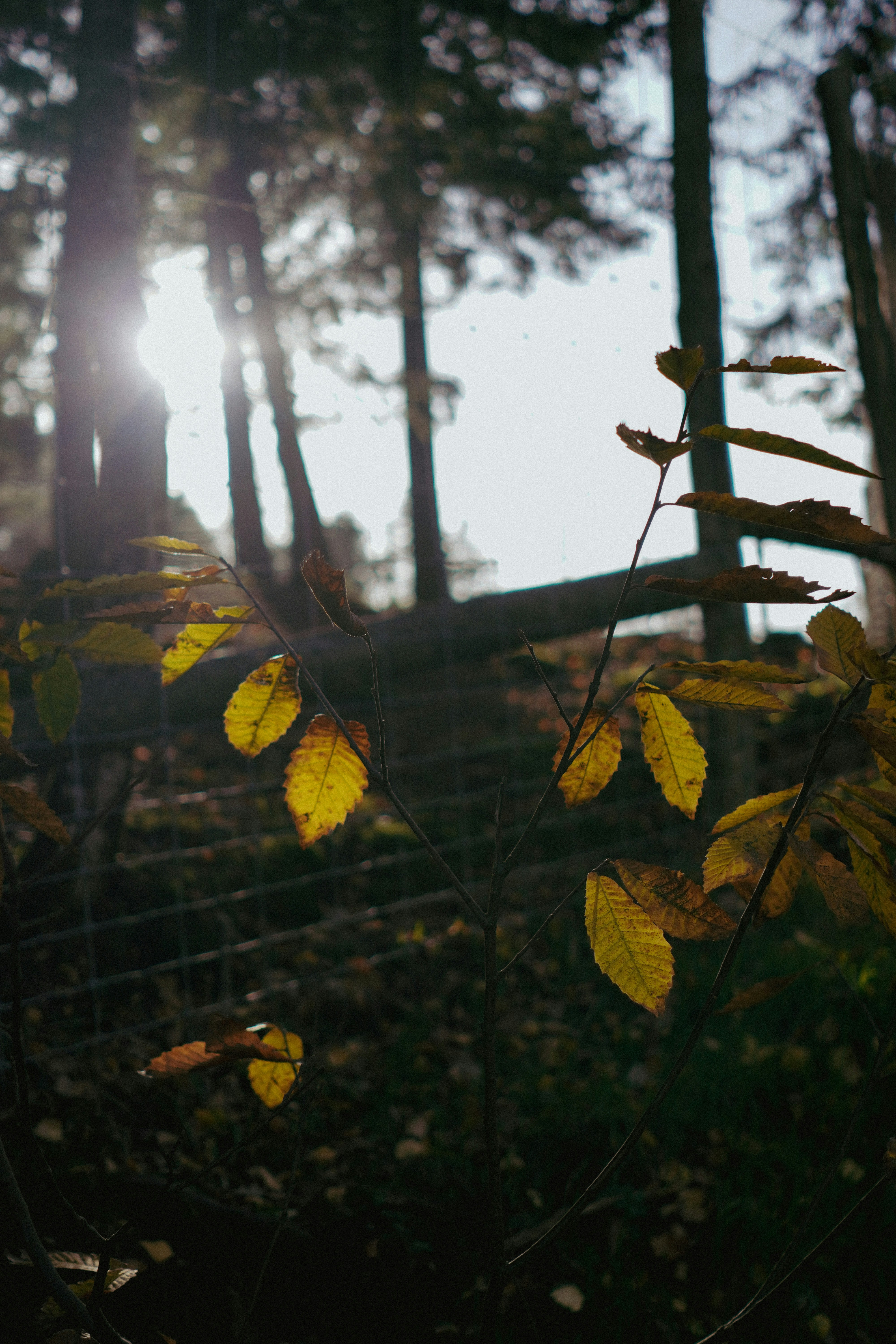 Backlit Autumn Leaves Framing a Quiet Pine Forest