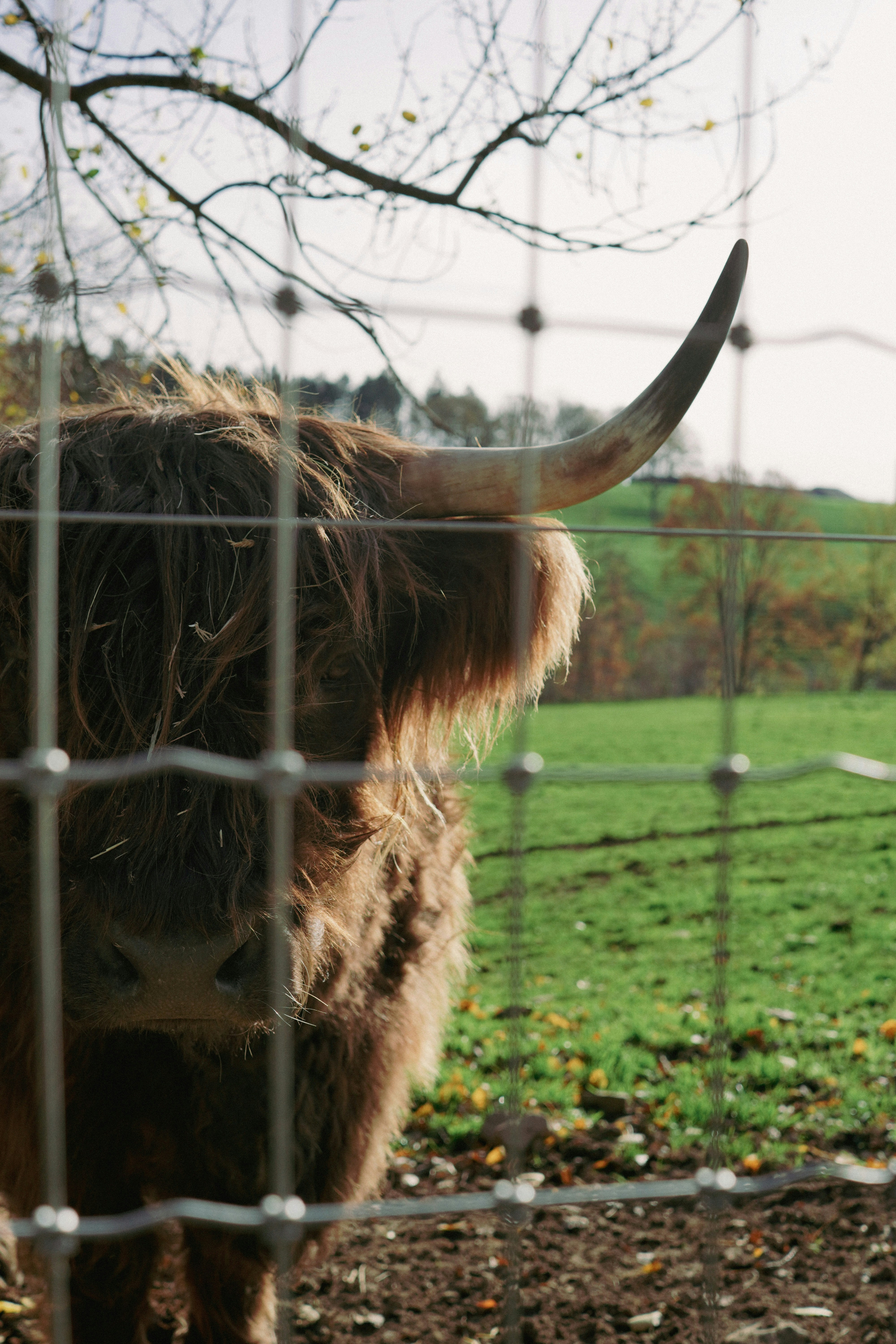 Behind the Fence: A Highland Cow's Quiet Gaze in Sunlit Pasture