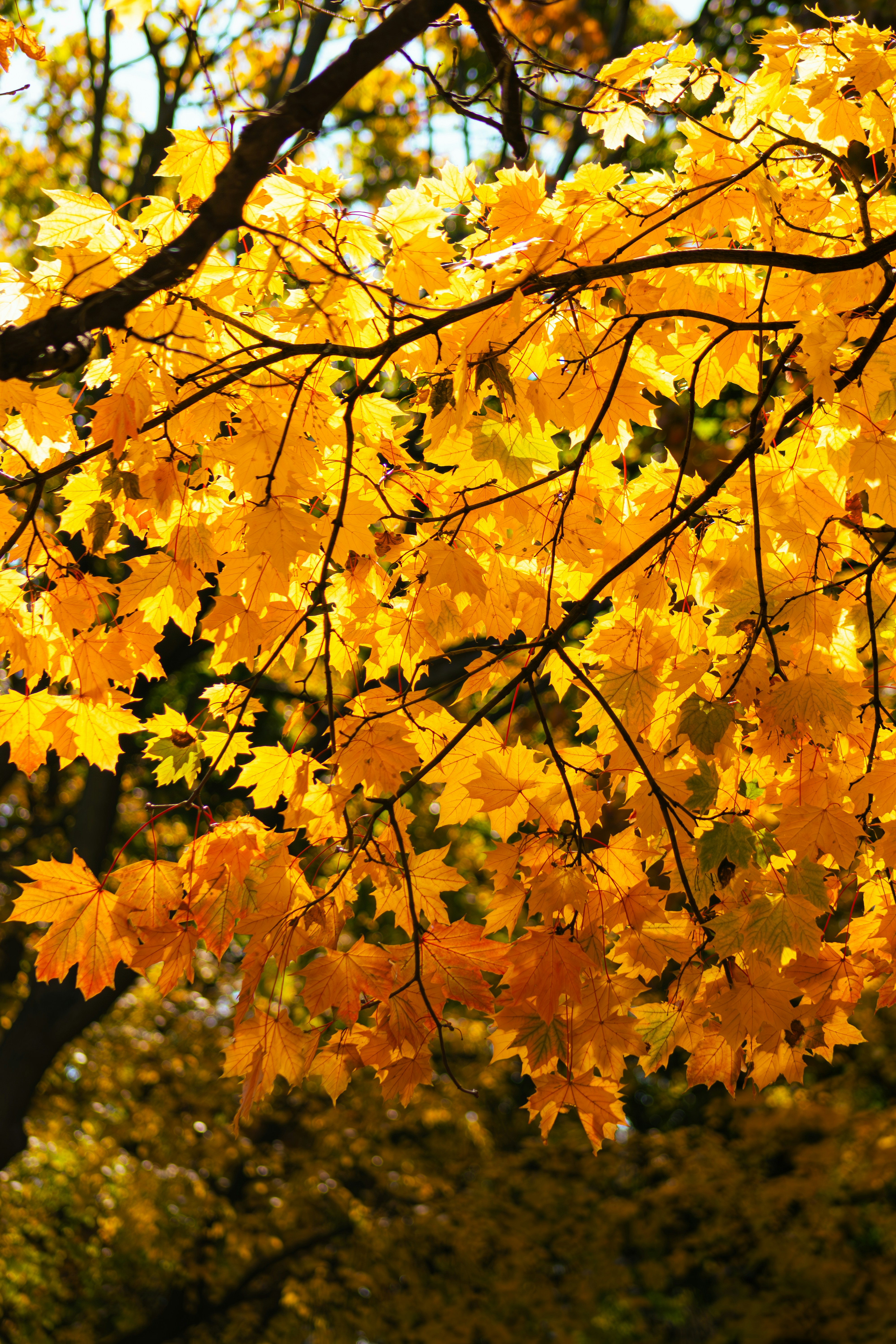 Yellow leaves during Canadian fall