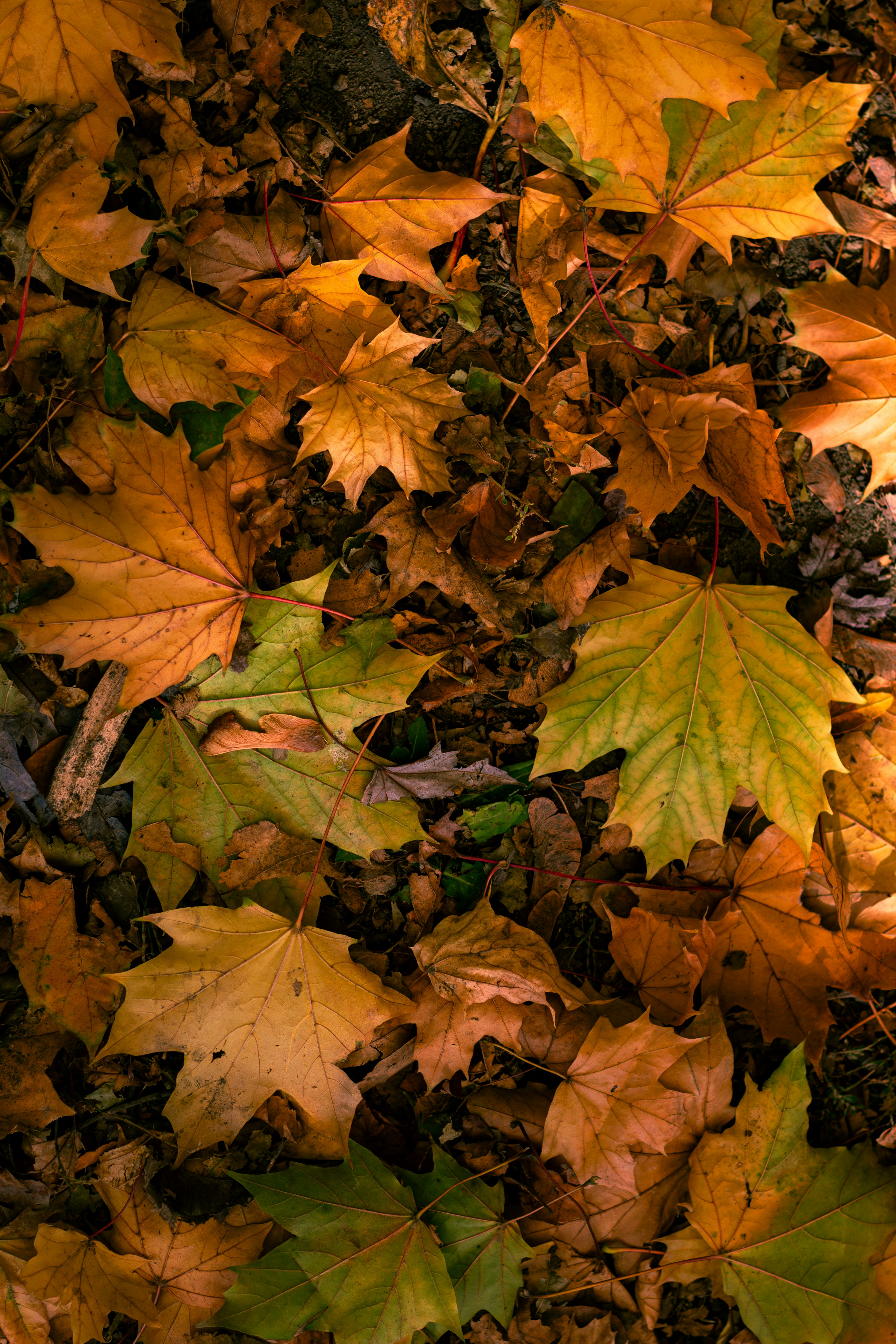 Maple leaves on the ground during Canadian fall