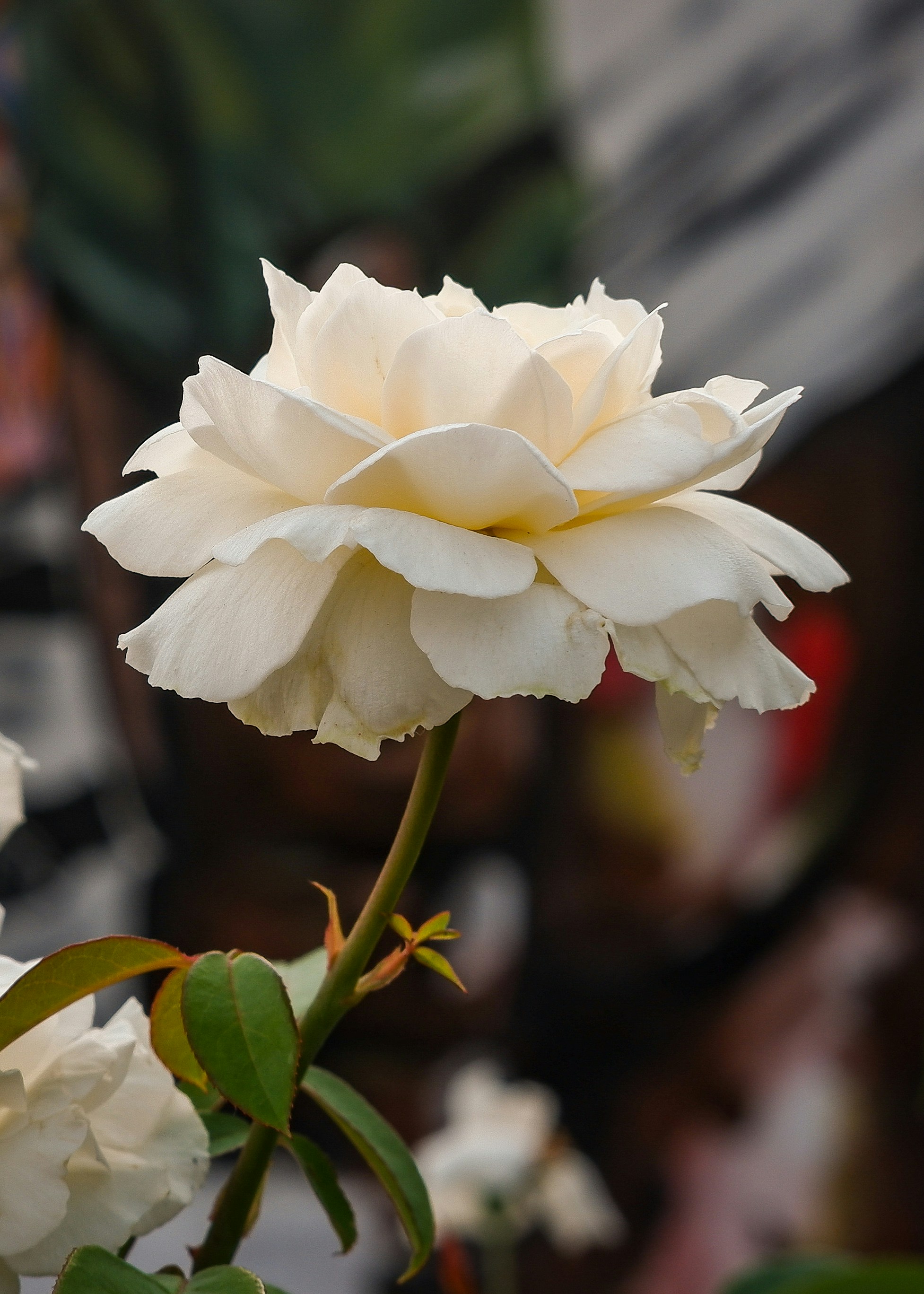 Photo by Tosan Dudun with Fujifilm X-T100