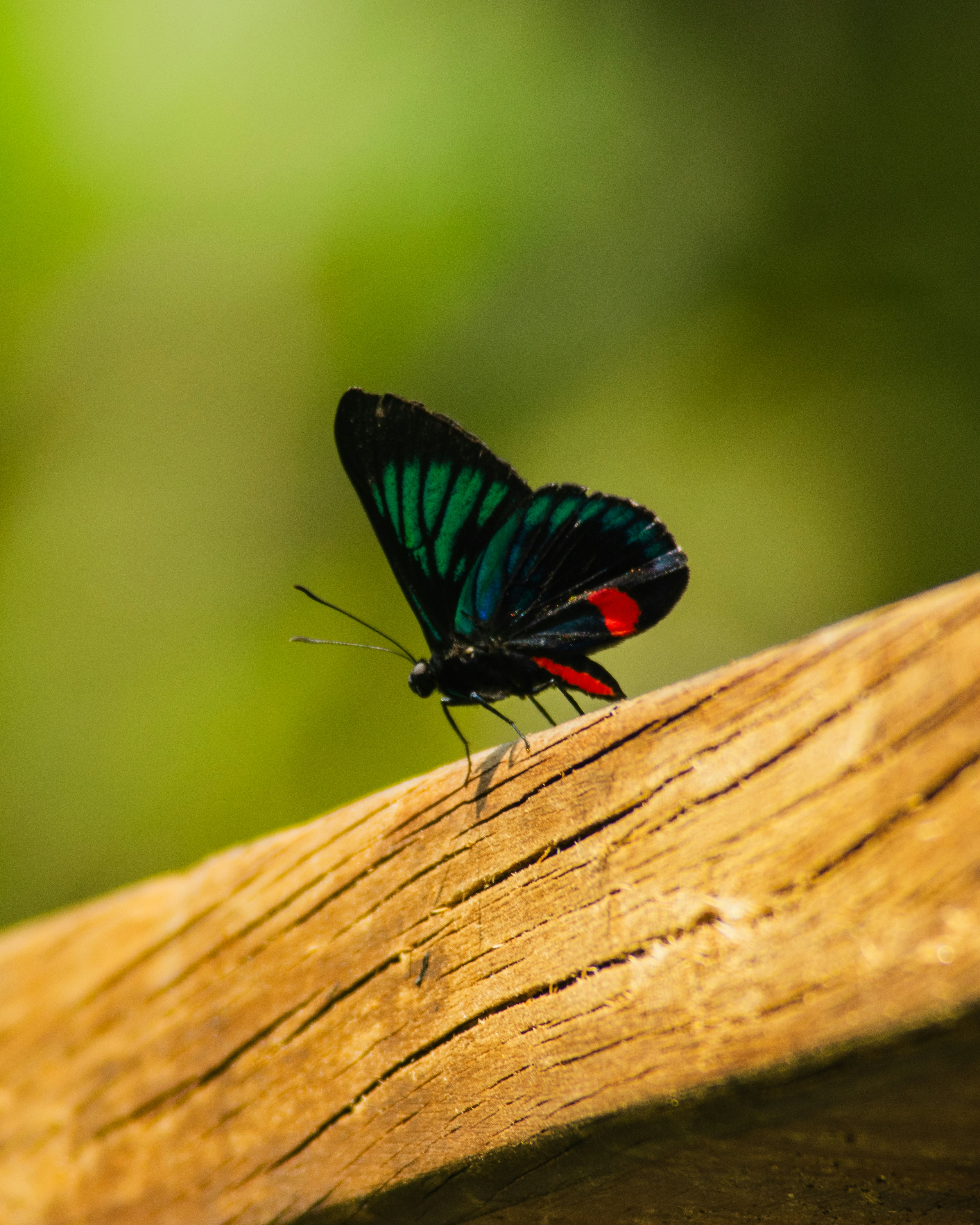 Iridescent butterfly on a sunlit weathered log