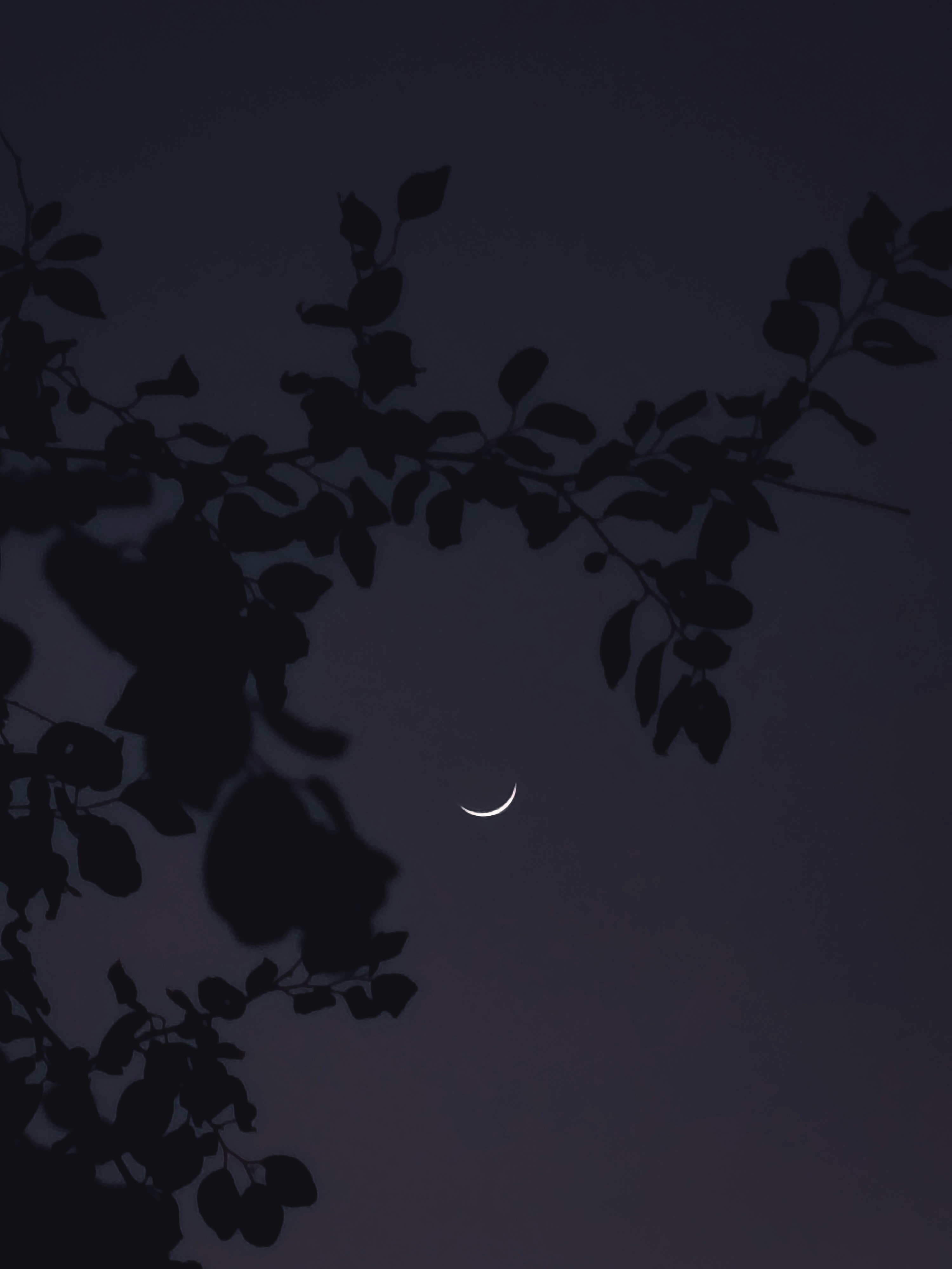 Crescent moon visible through silhouetted tree branches