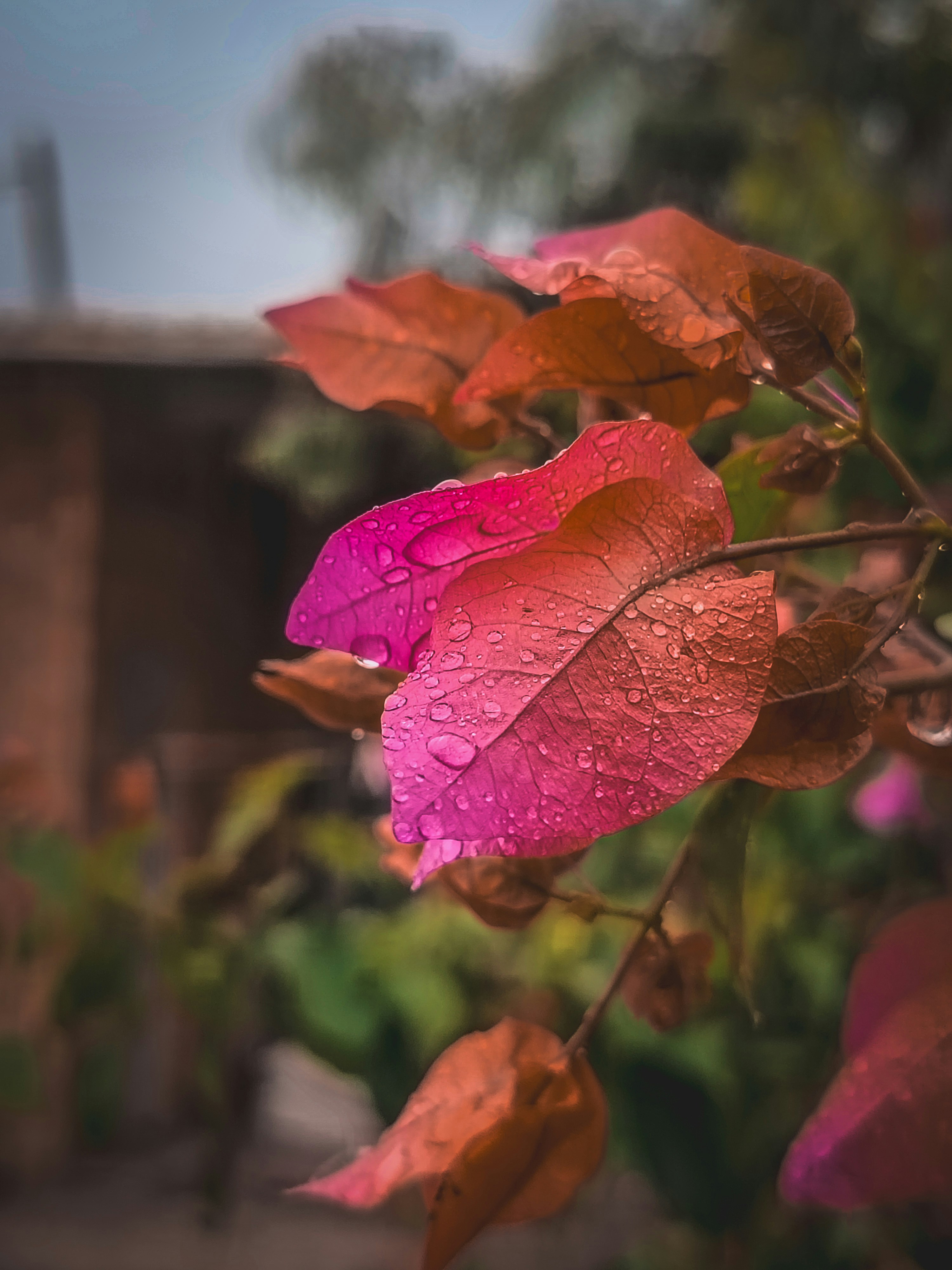 Pink and orange leaves with water droplets.