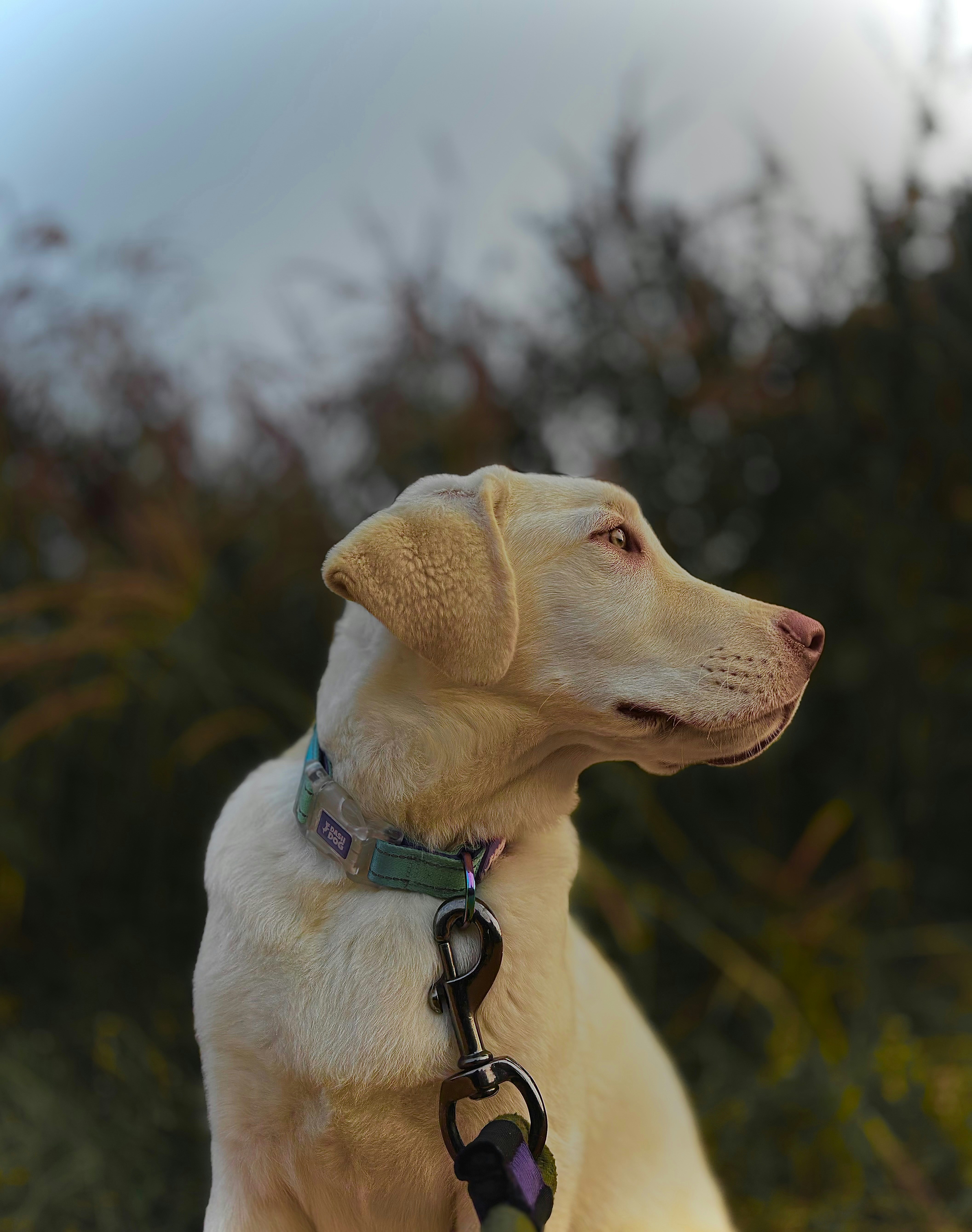 Alpha He has a beautiful light-colored nose and soft golden fur. Alpha is very friendly, playful, and loves to be around people. He enjoys going for walks, playing fetch, and getting lots of cuddles every day.