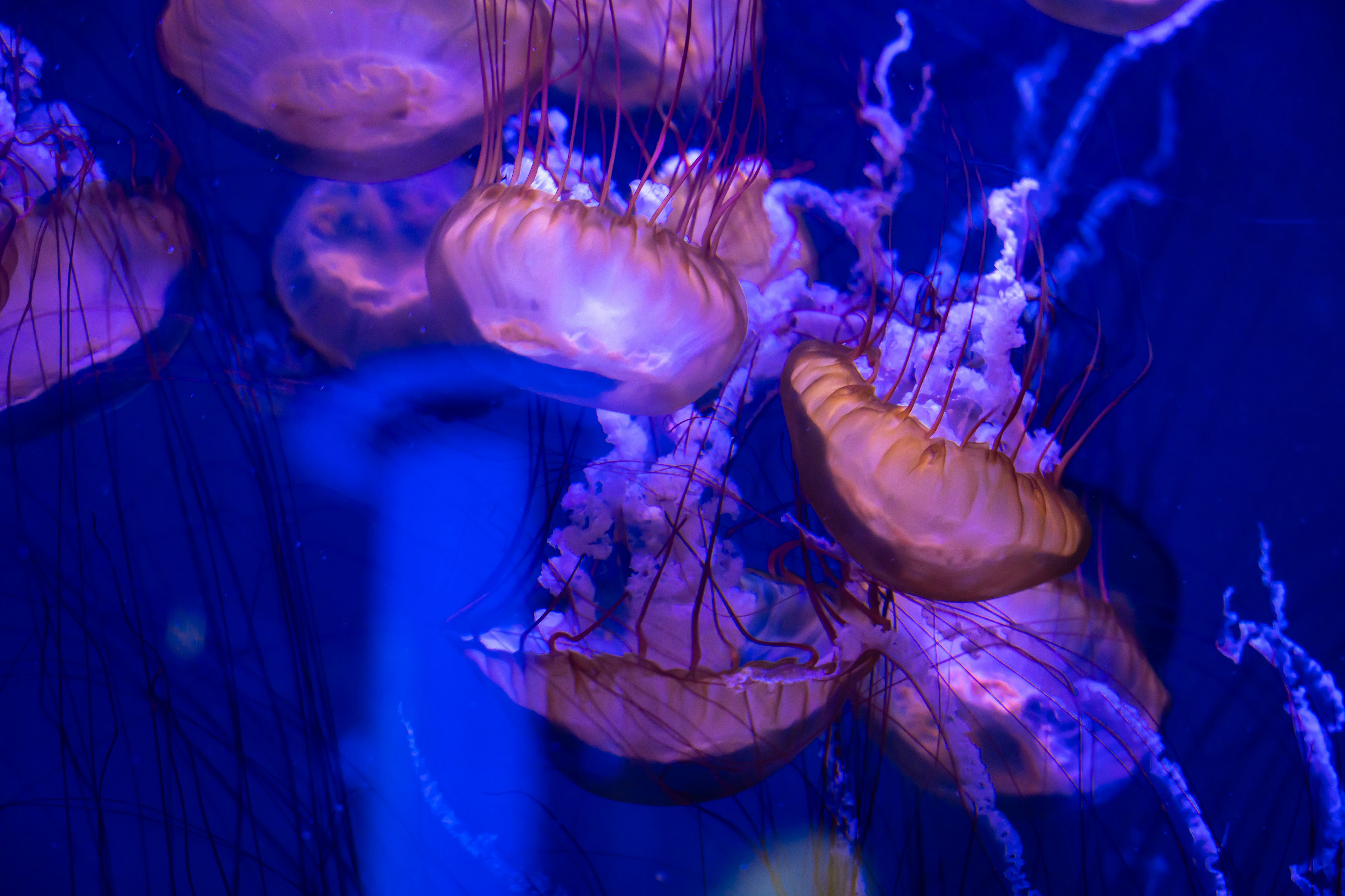 Photo by Raphael Nicolas with Sony Alpha 7 IV