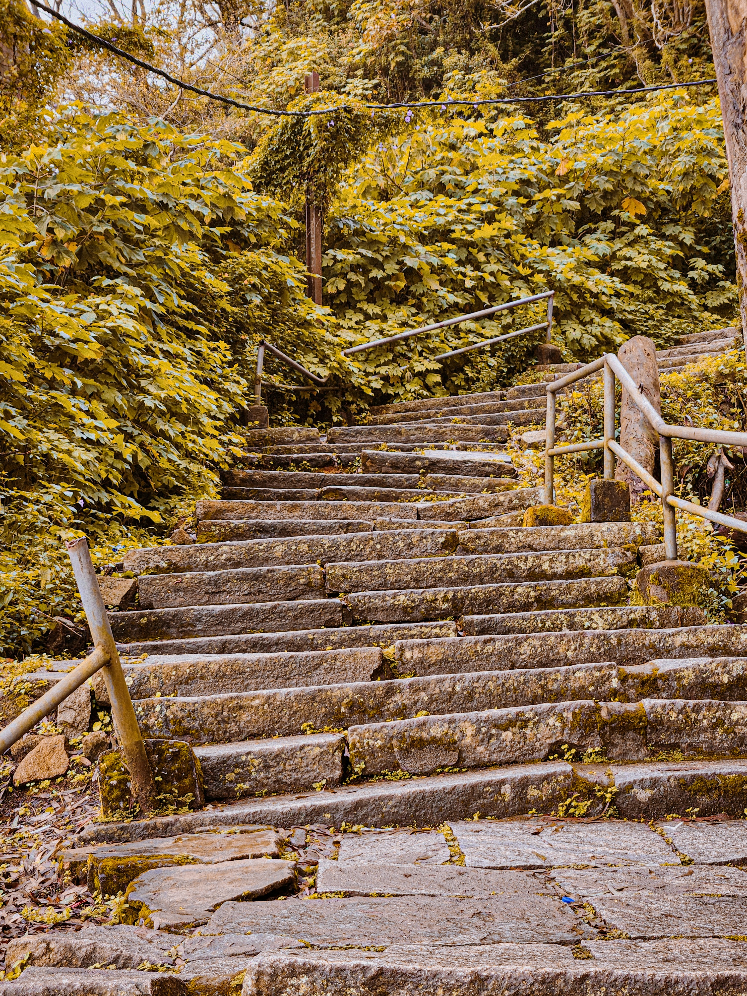 Amber Staircase Winding Through a Mossy Autumn Forest