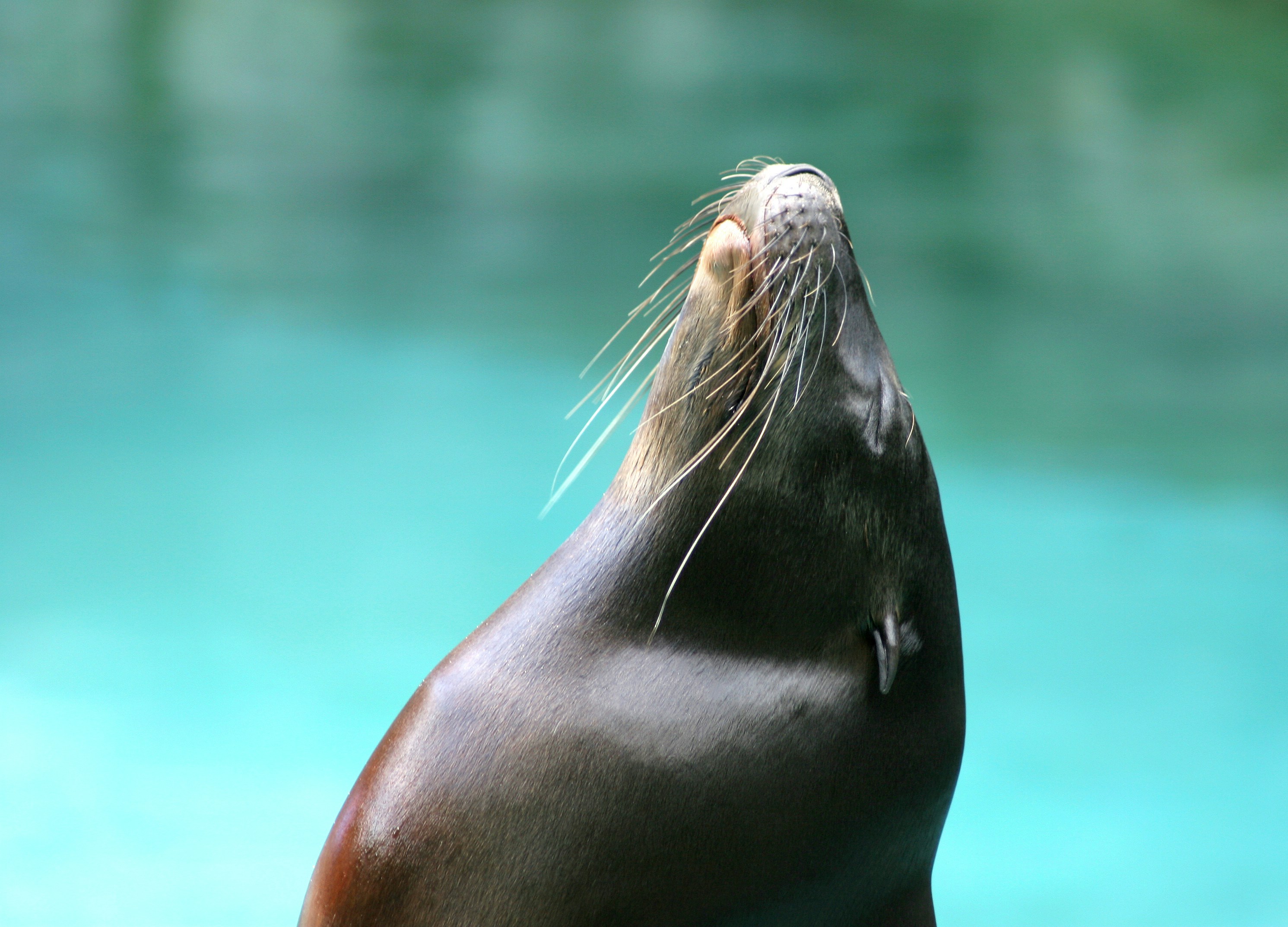 Whiskers in Turquoise: A Sea Lion Reaches Skyward