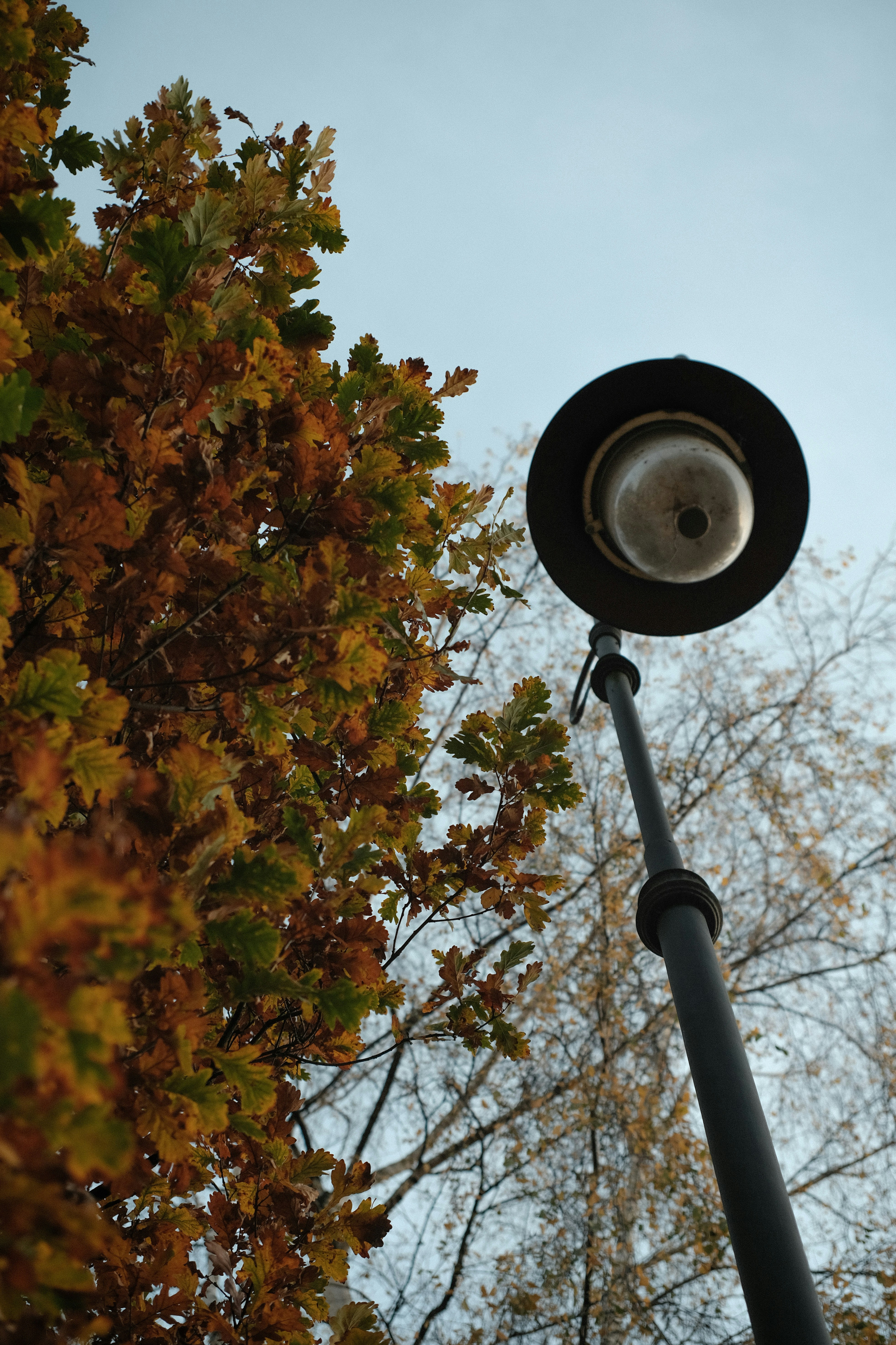 Iron Lantern Reaching Through an Autumn Canopy