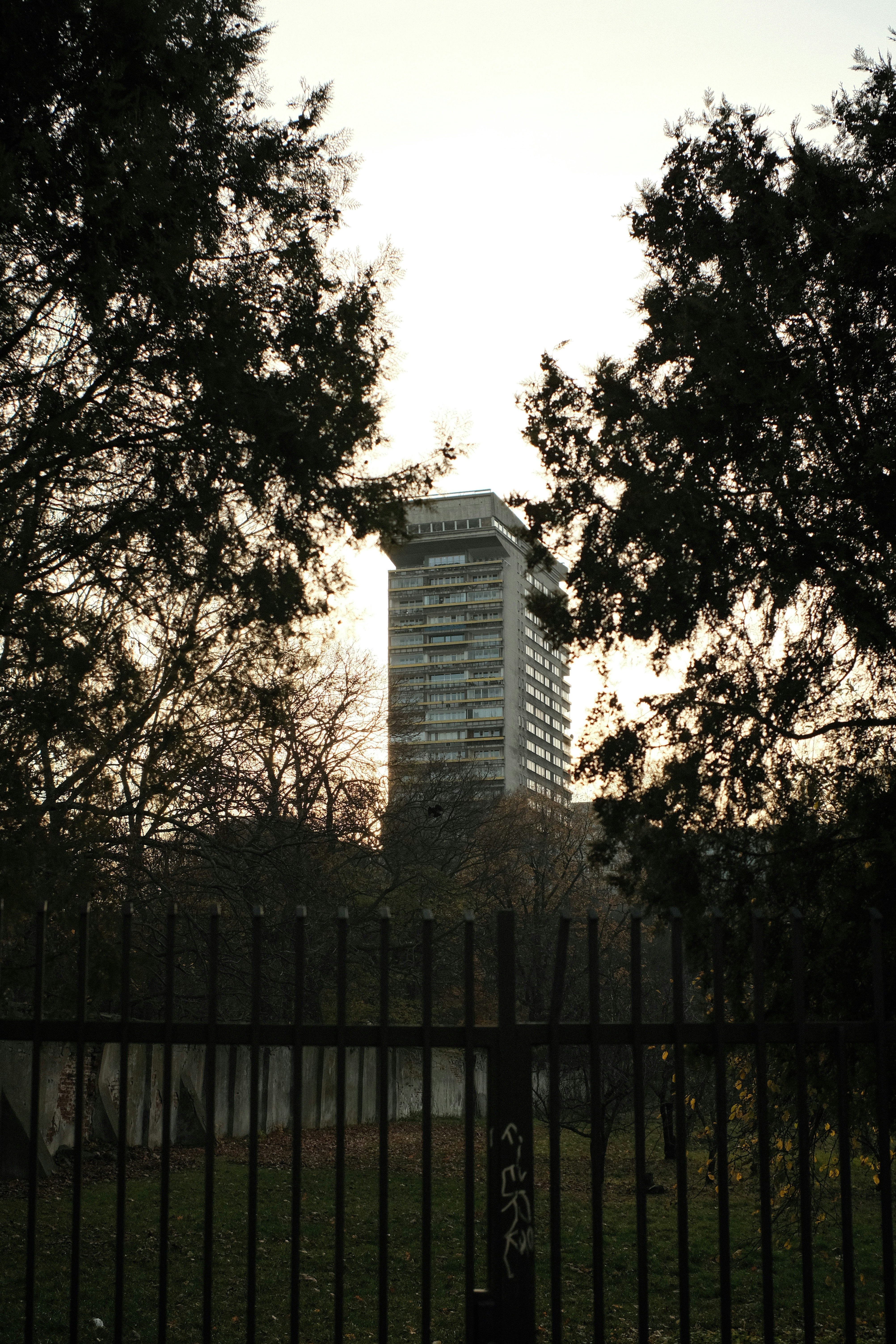 Tower Among the Whispering Pines: dusk silhouette frames a city landmark