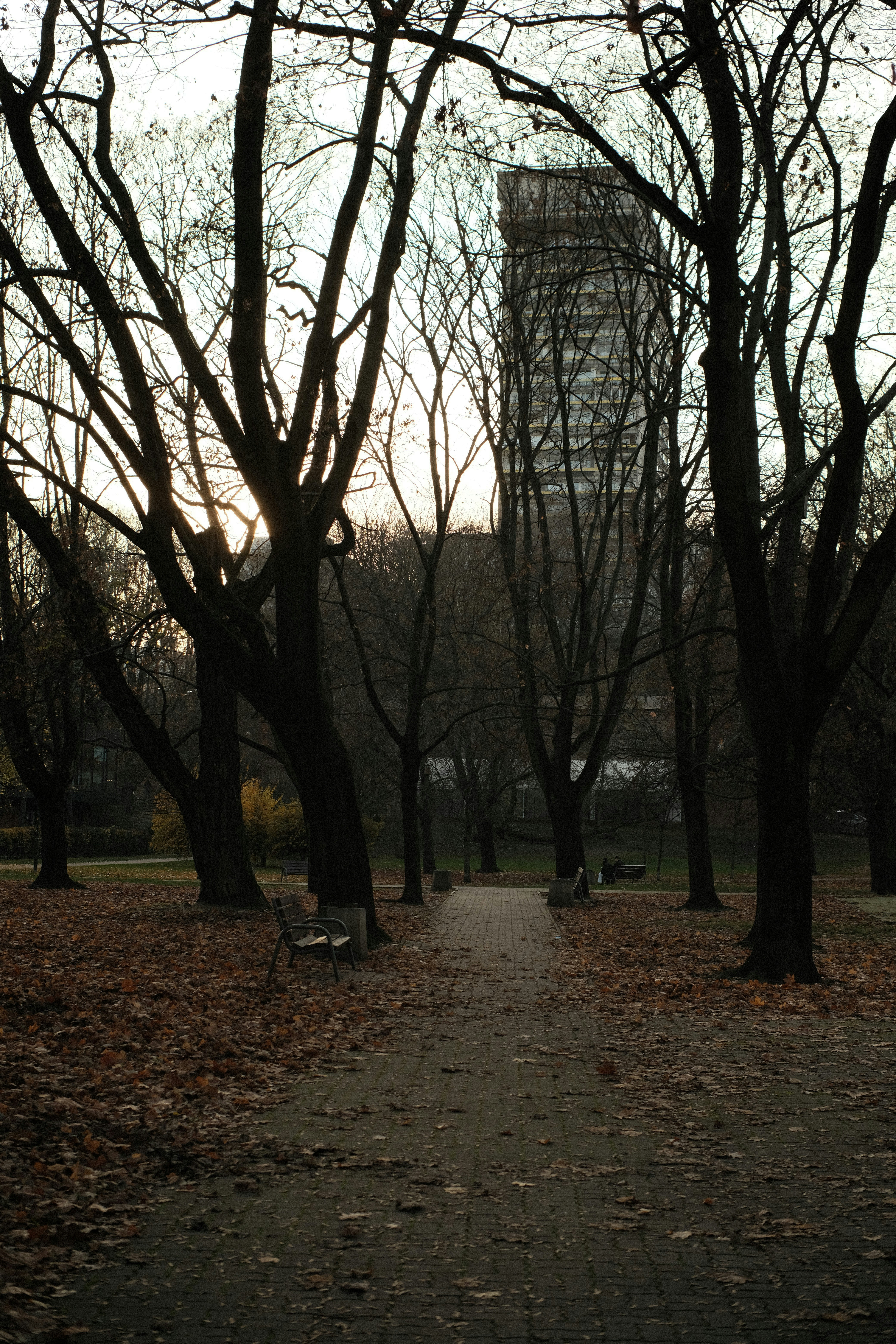 Arboreal Corridor Toward the Distant Tower at Dusk