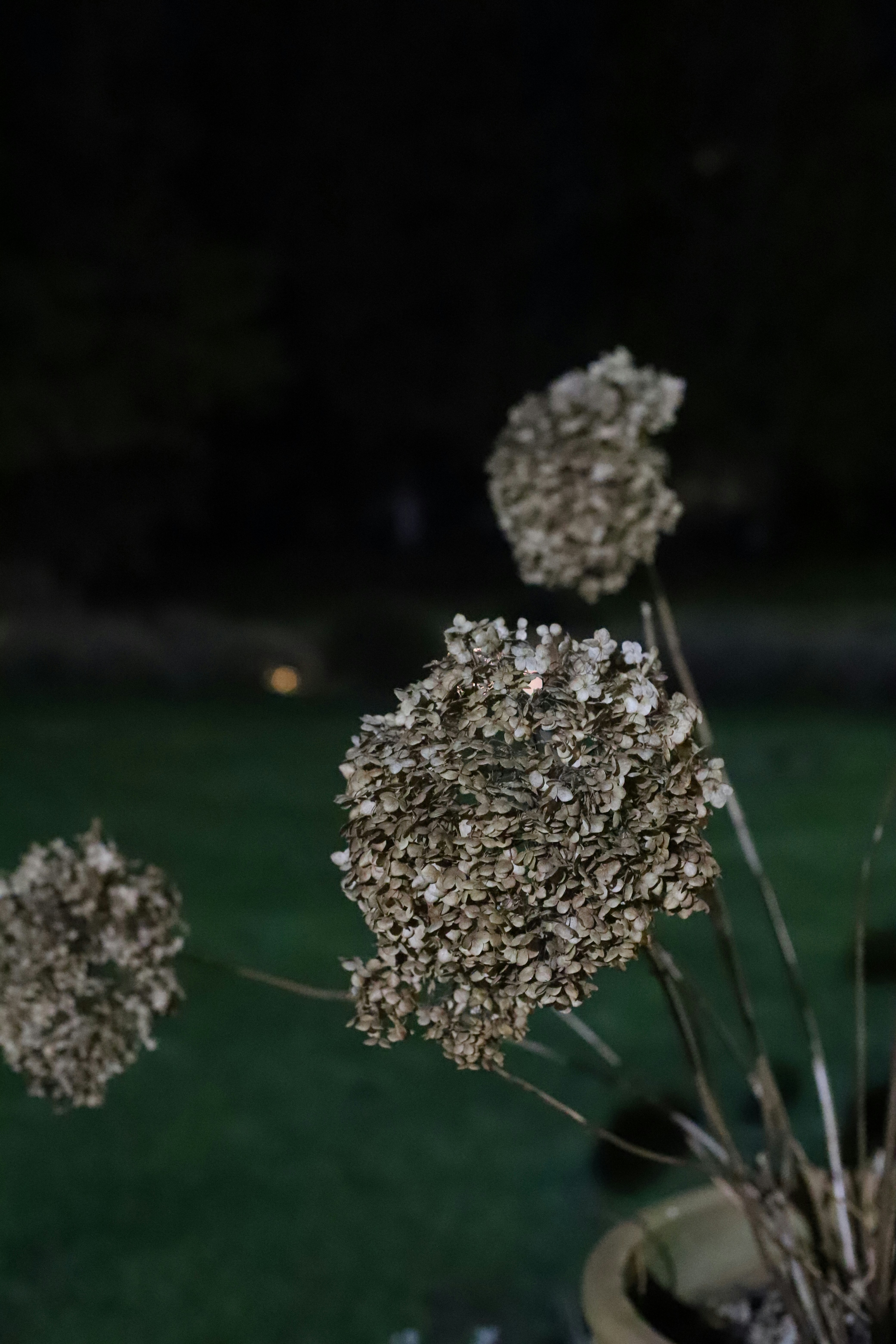 Photo by Bruce Barrow with Canon EOS 6D Mark II