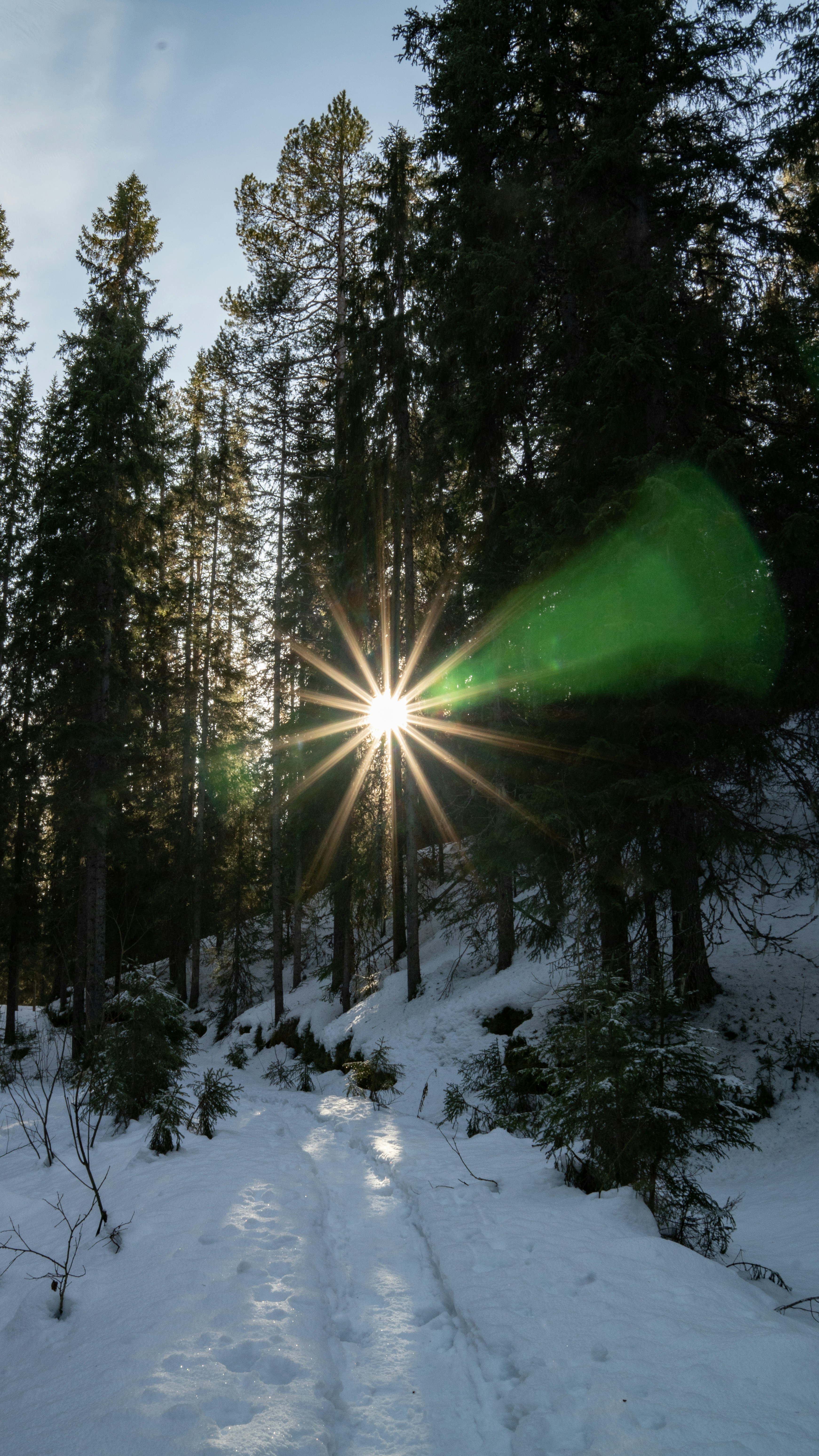 Sunburst Through a Snow-Laden Pine Corridor