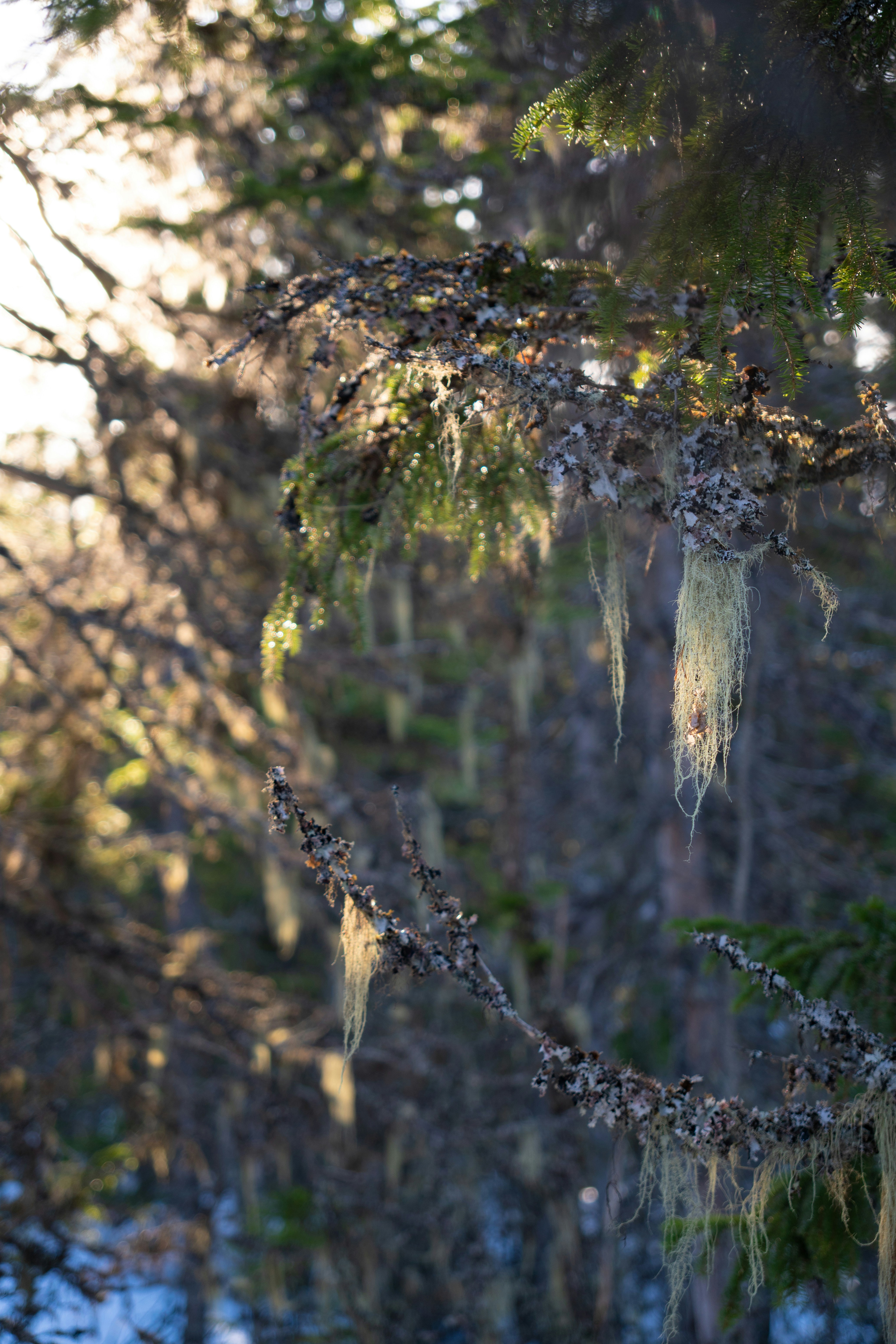 Backlit Moss Threads Crown a Quiet Evergreen Tangle
