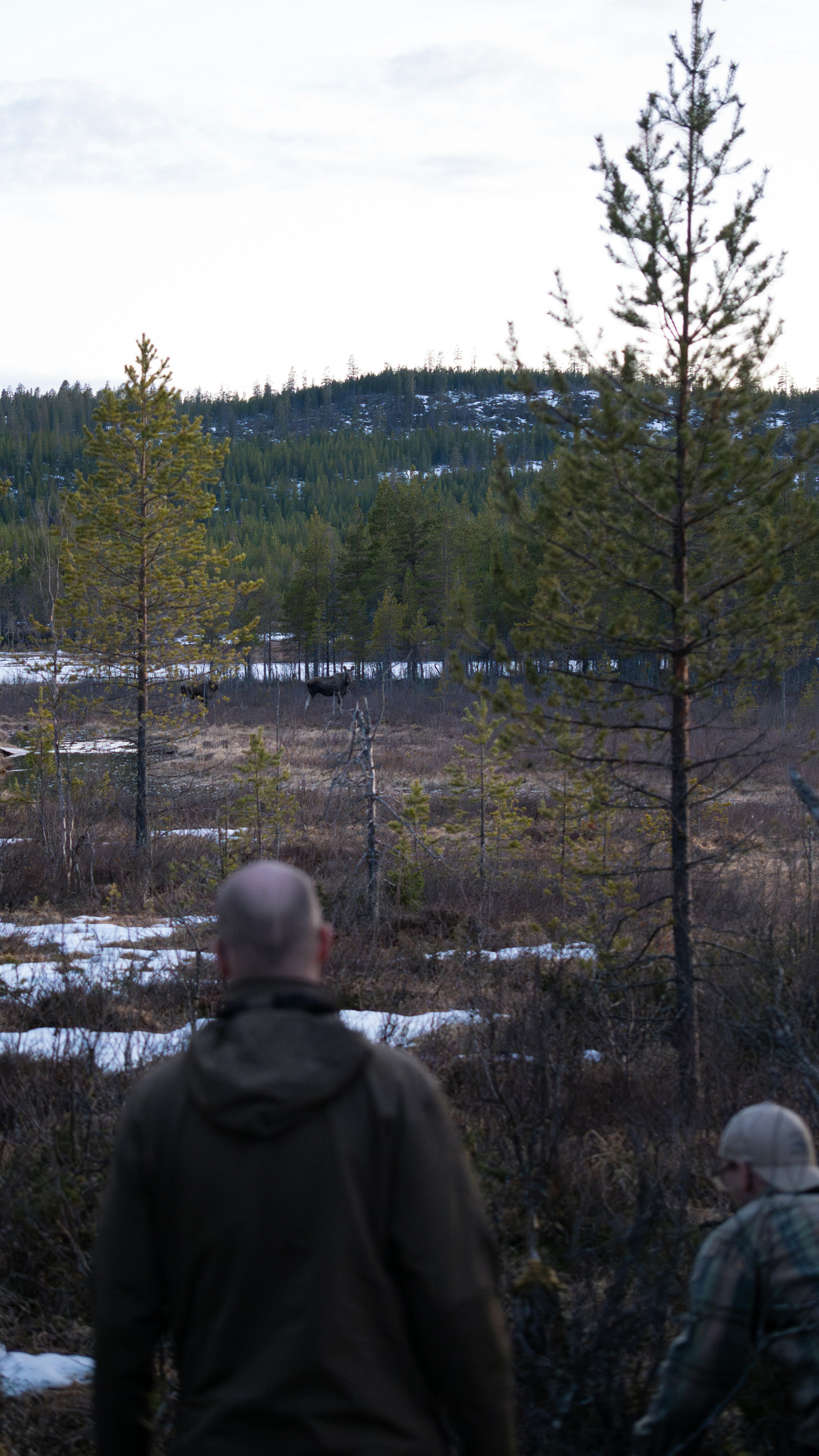 Distant Silhouettes Through a Pine Marsh in Winter Light
