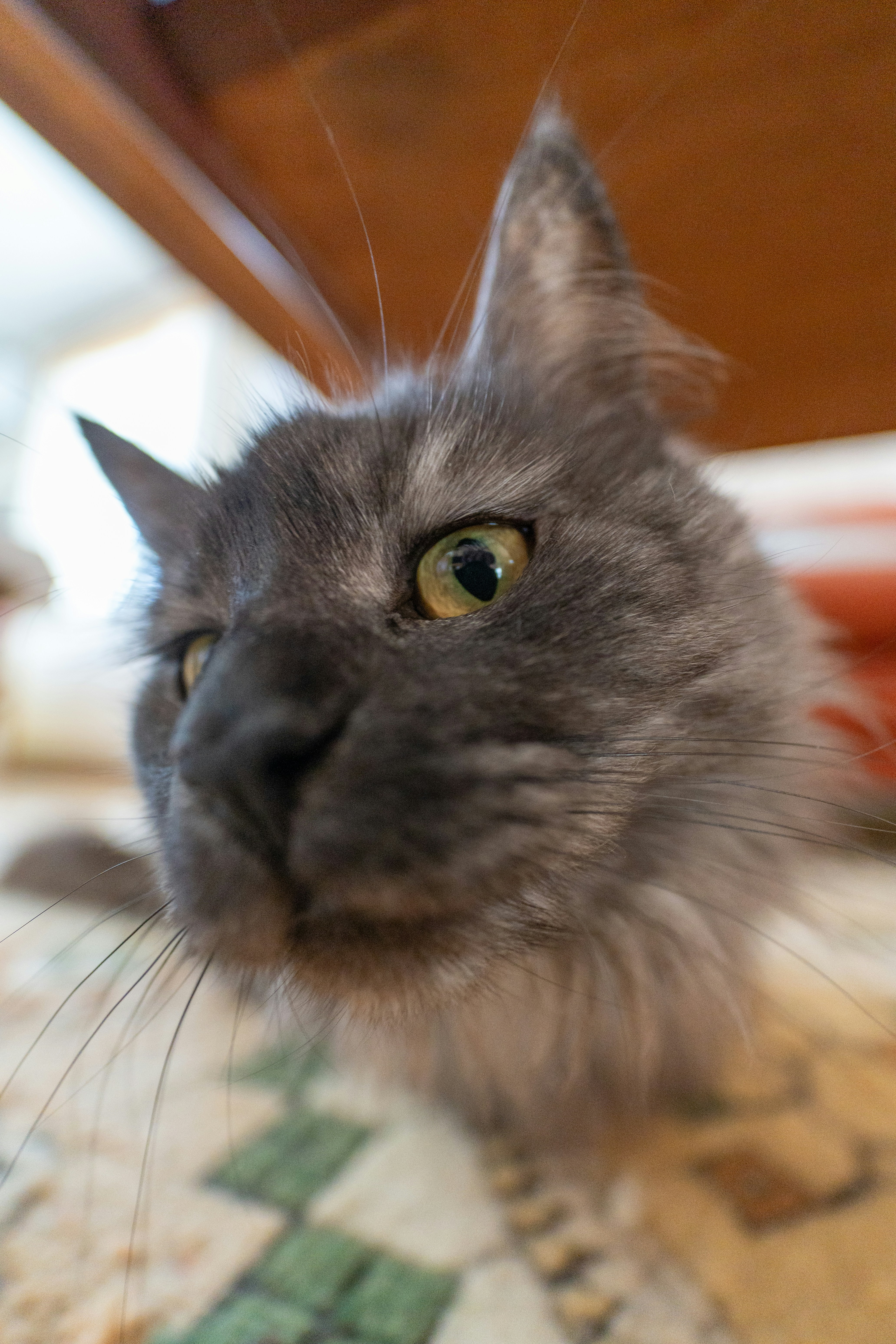Close-Up Curiosity: A Cat's Eye Commands the Frame