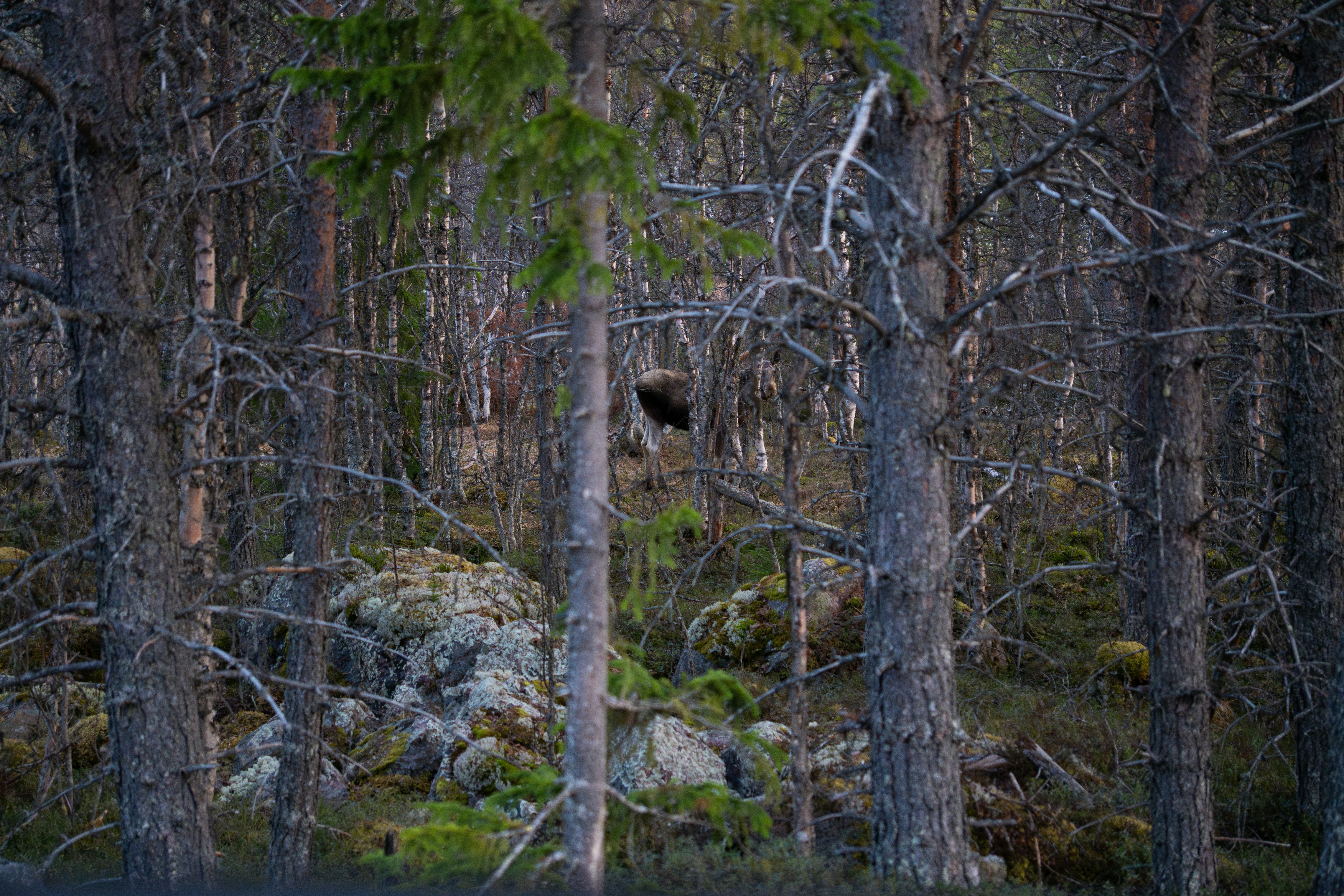 Dark Orb in a Quiet Pine Forest