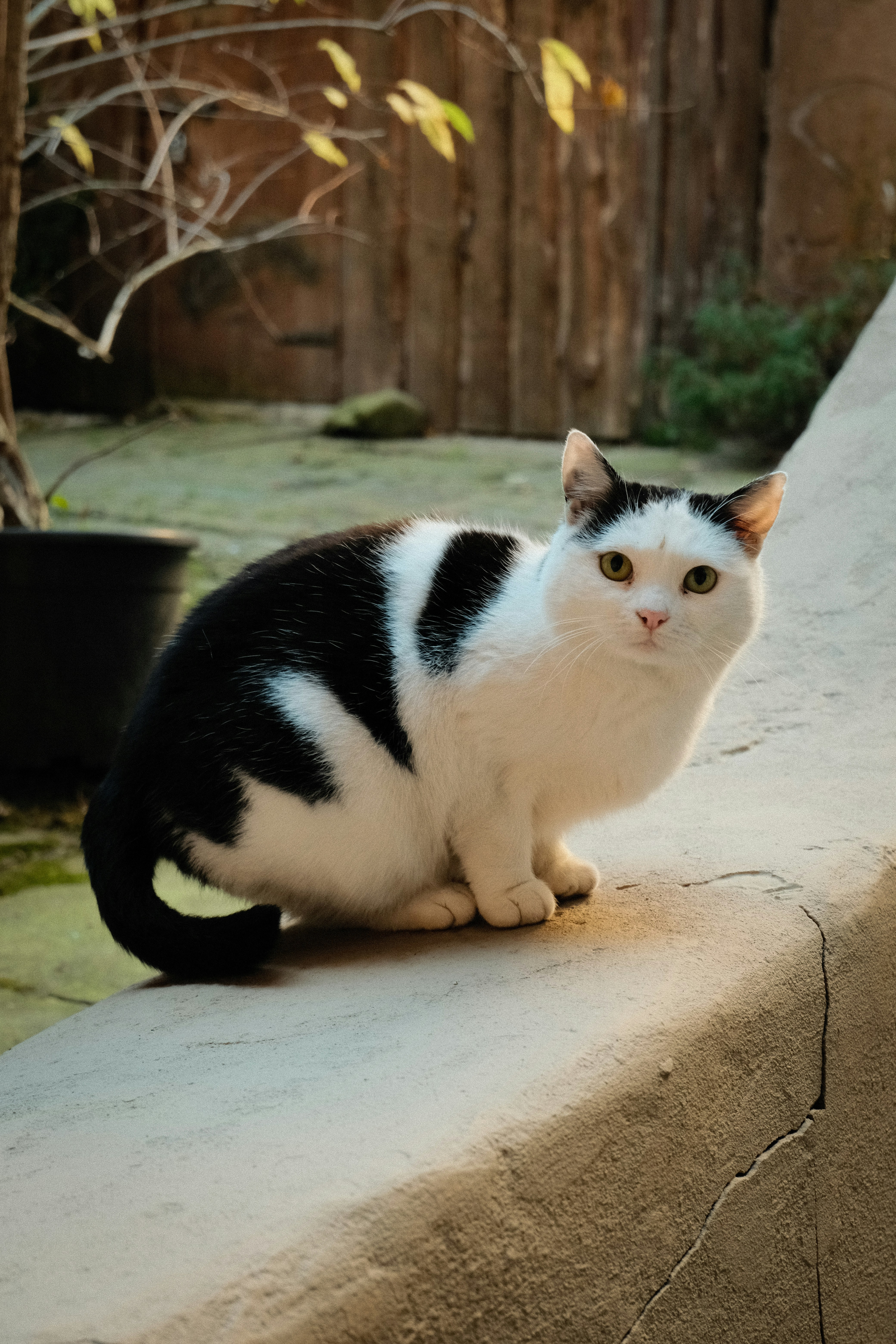 Amber-Eyed Balance: A Black-and-White Cat on a Sunlit Concrete Ledge