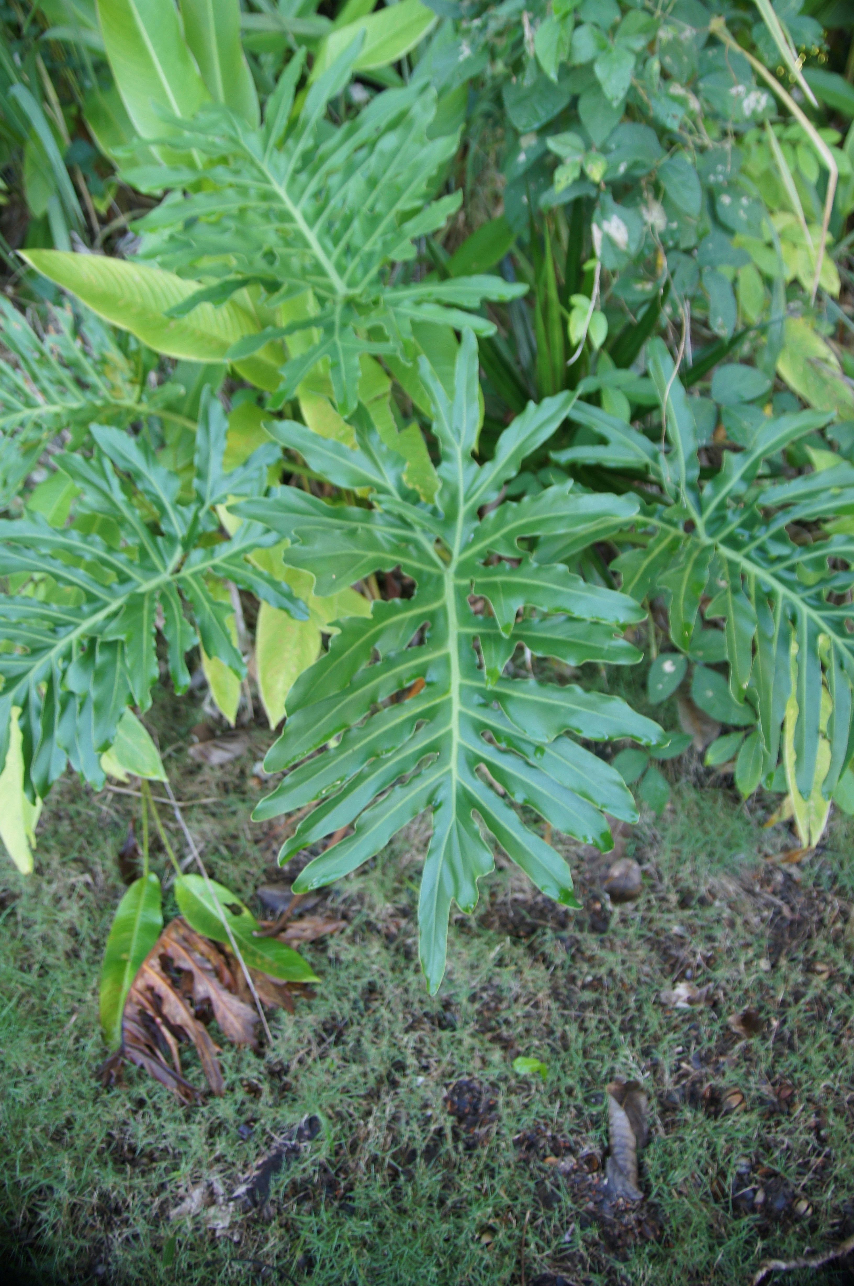 Lobed Leaf Portrait in a Quiet Green Understory