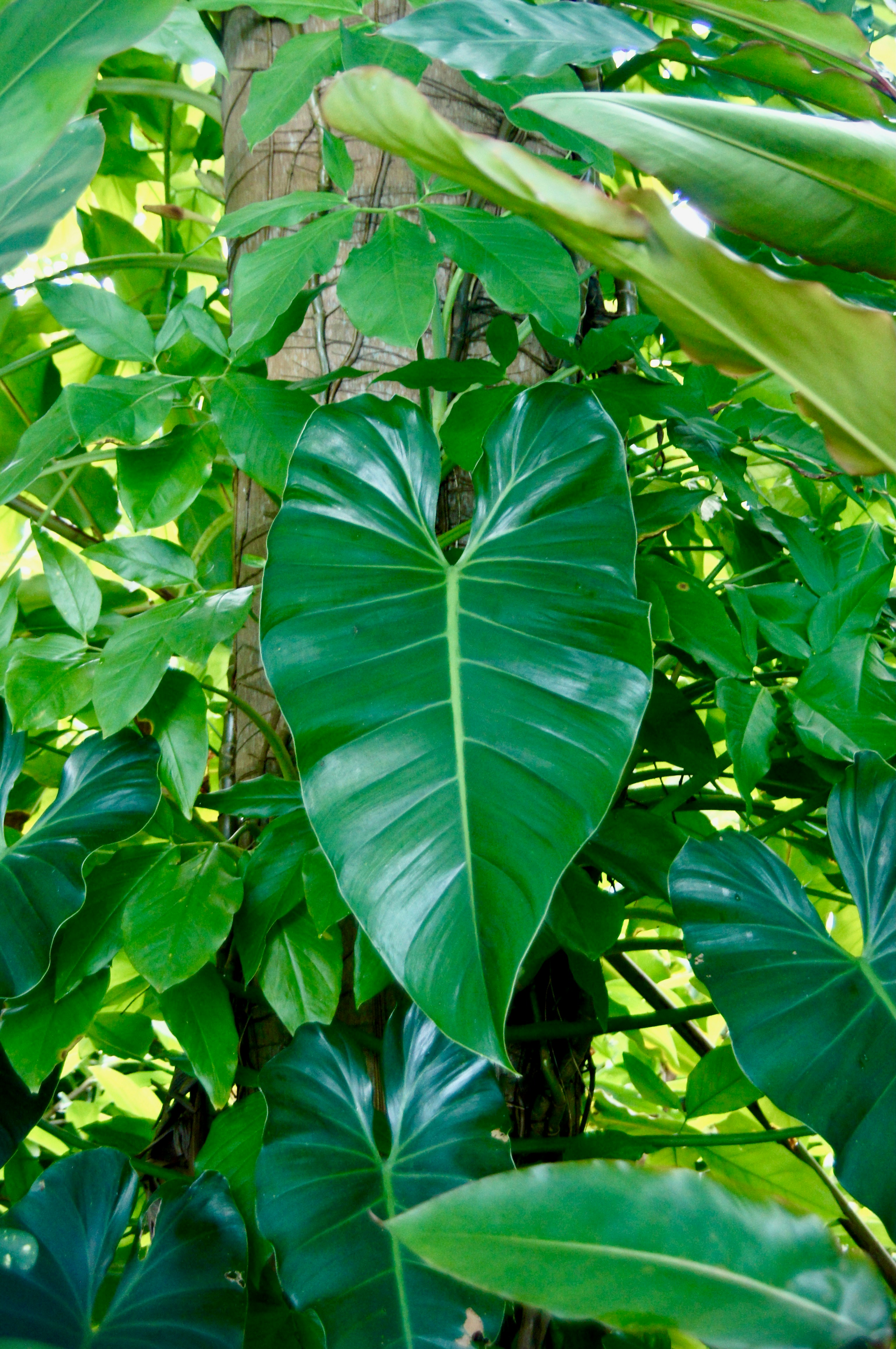 Emerald Vein: A solitary glossy heart-shaped leaf anchors a lush tapestry of greens