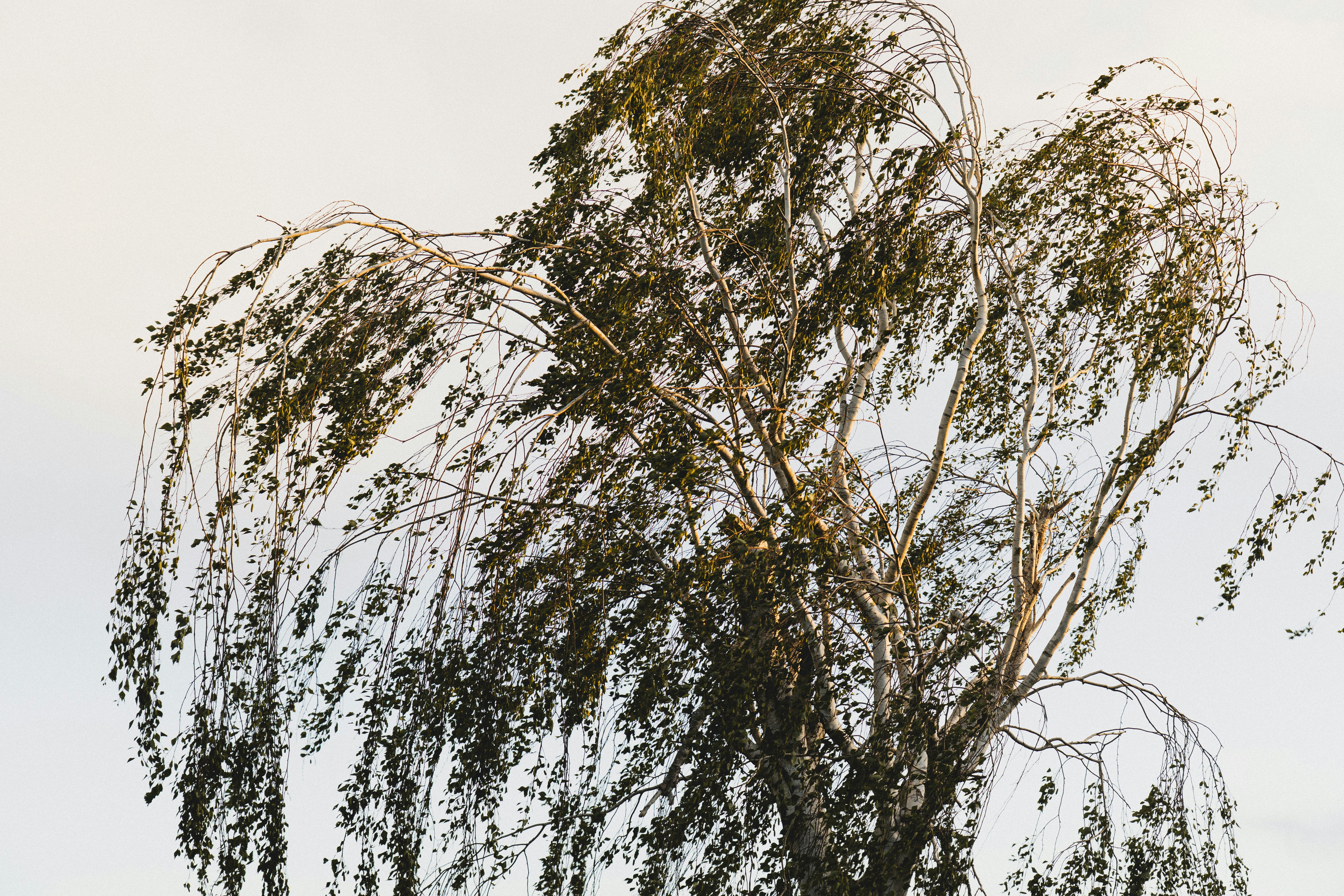 Wind-torn Willow: A Pale-Sky Portrait of a Tree in Motion