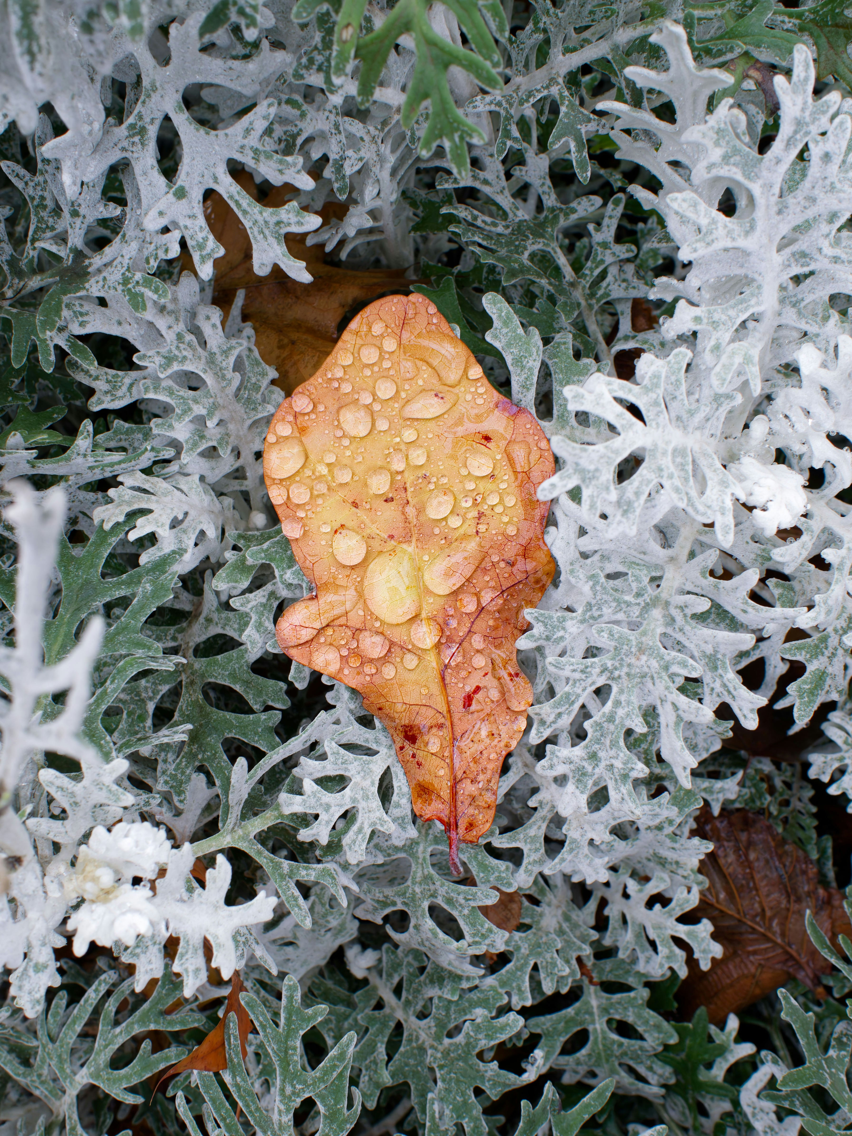 Photo by iuliu illes with OM System OM-1 Mark II