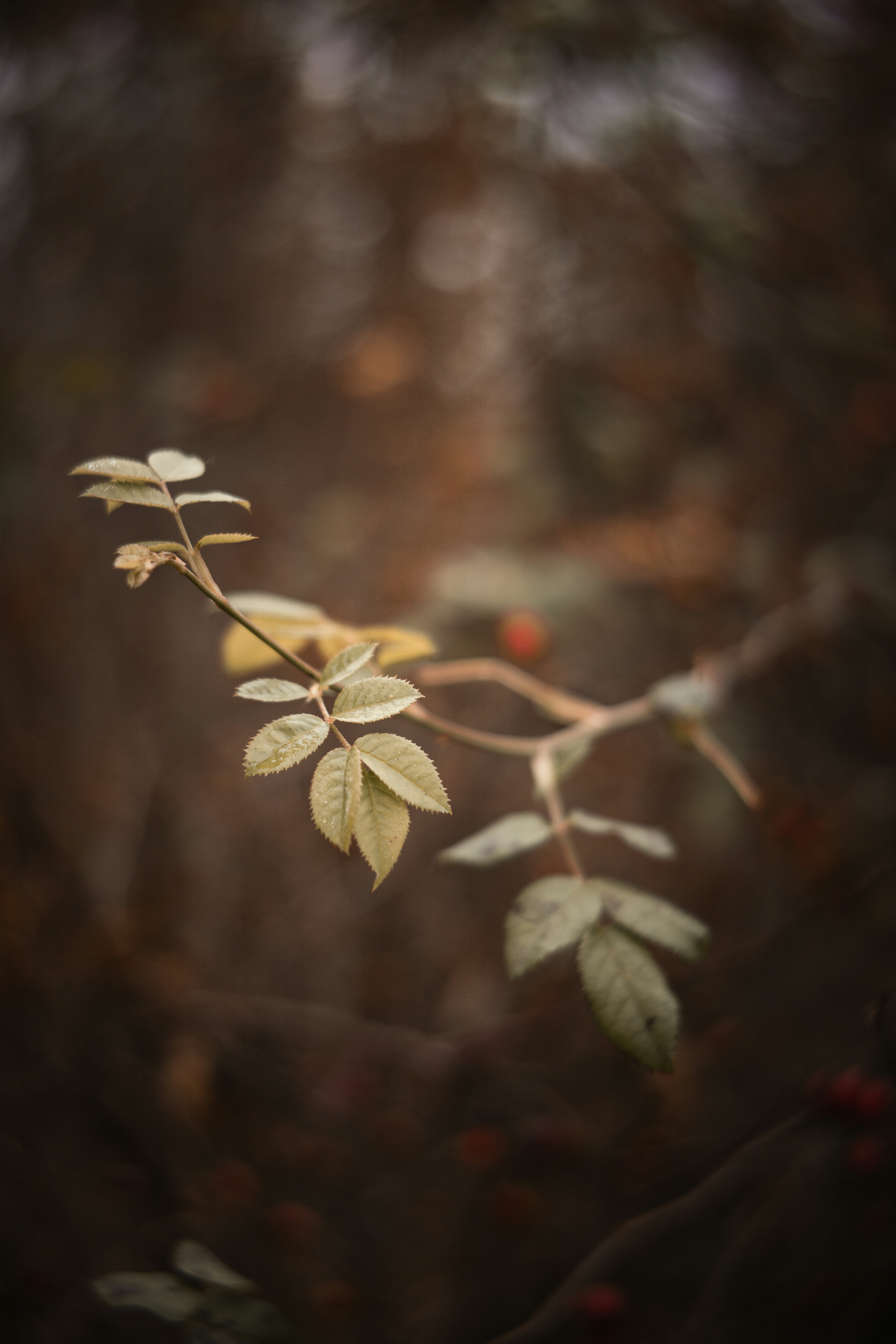 Photo by Anna Spoljar with Sony Alpha 6000