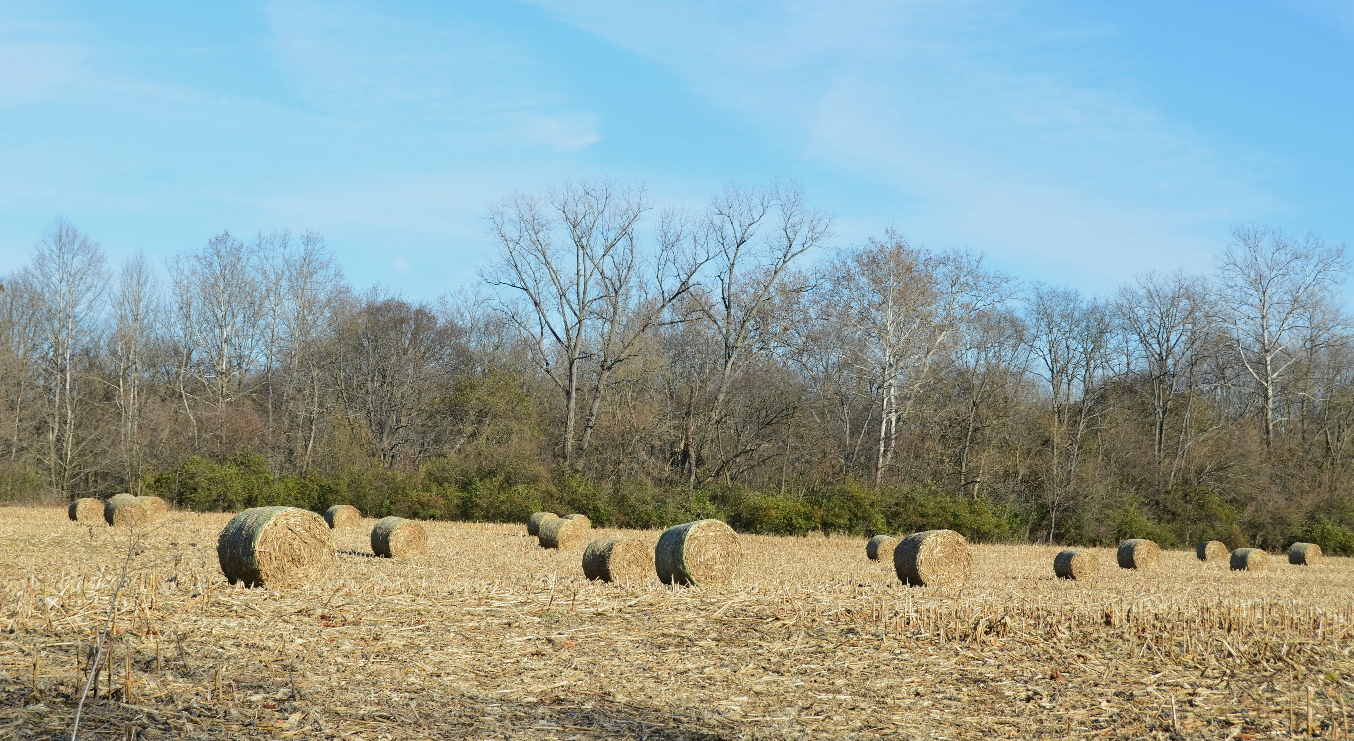Harvest's Quiet Rhythm: Hay Bales Scatter Across a Sunlit Field