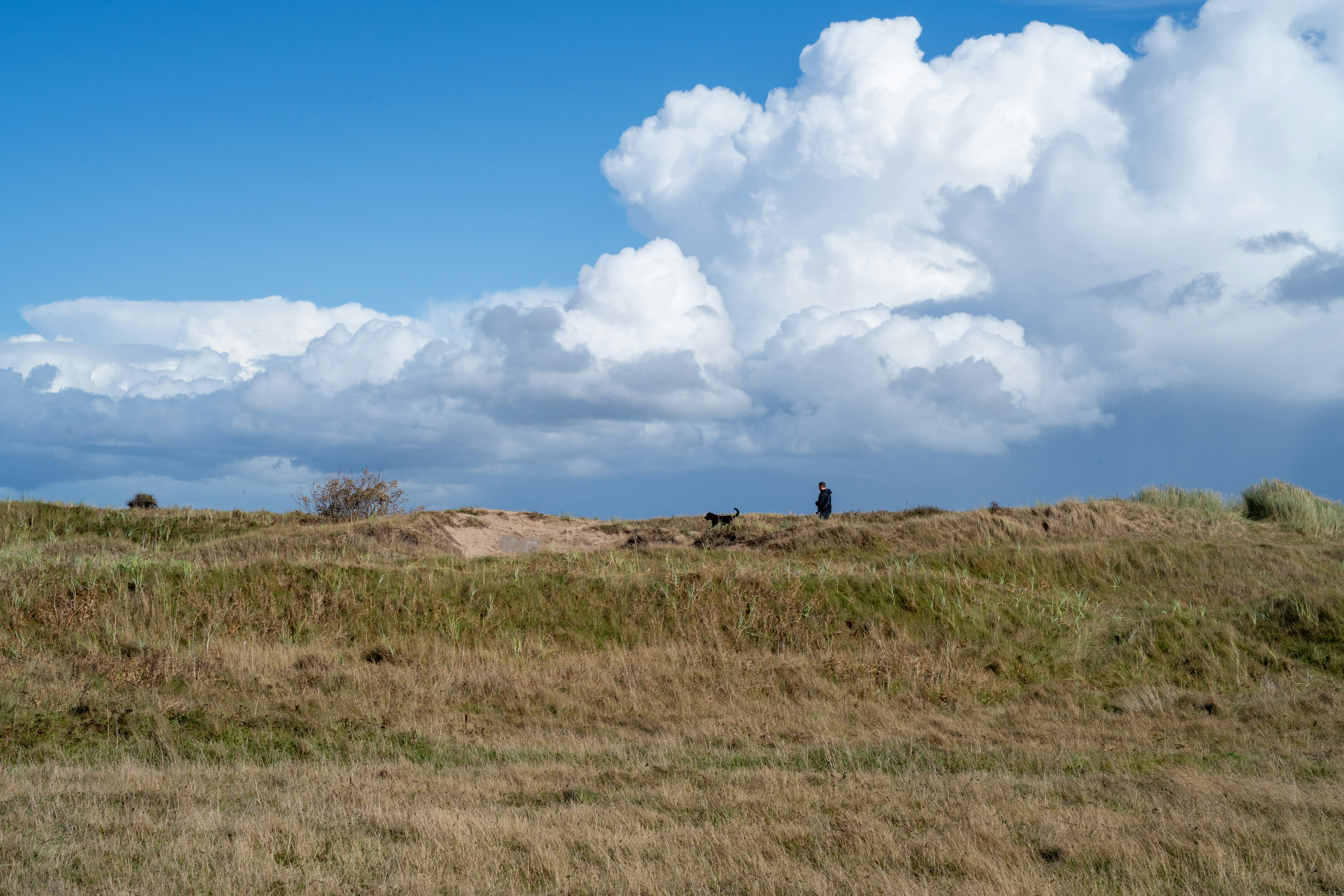 A serene landscape photograph captures the subtle beauty of coastal dunes under a vast, dramatic sky. The composition features a person and their dog walking along the crest of a dune, creating a sense of scale and tranquility against a backdrop of fluffy cumulus clouds and a clear blue sky. The muted tones of the grasses and the vibrant blue sky create a visually appealing contrast, perfect for projects that evoke a feeling of peace and open space.