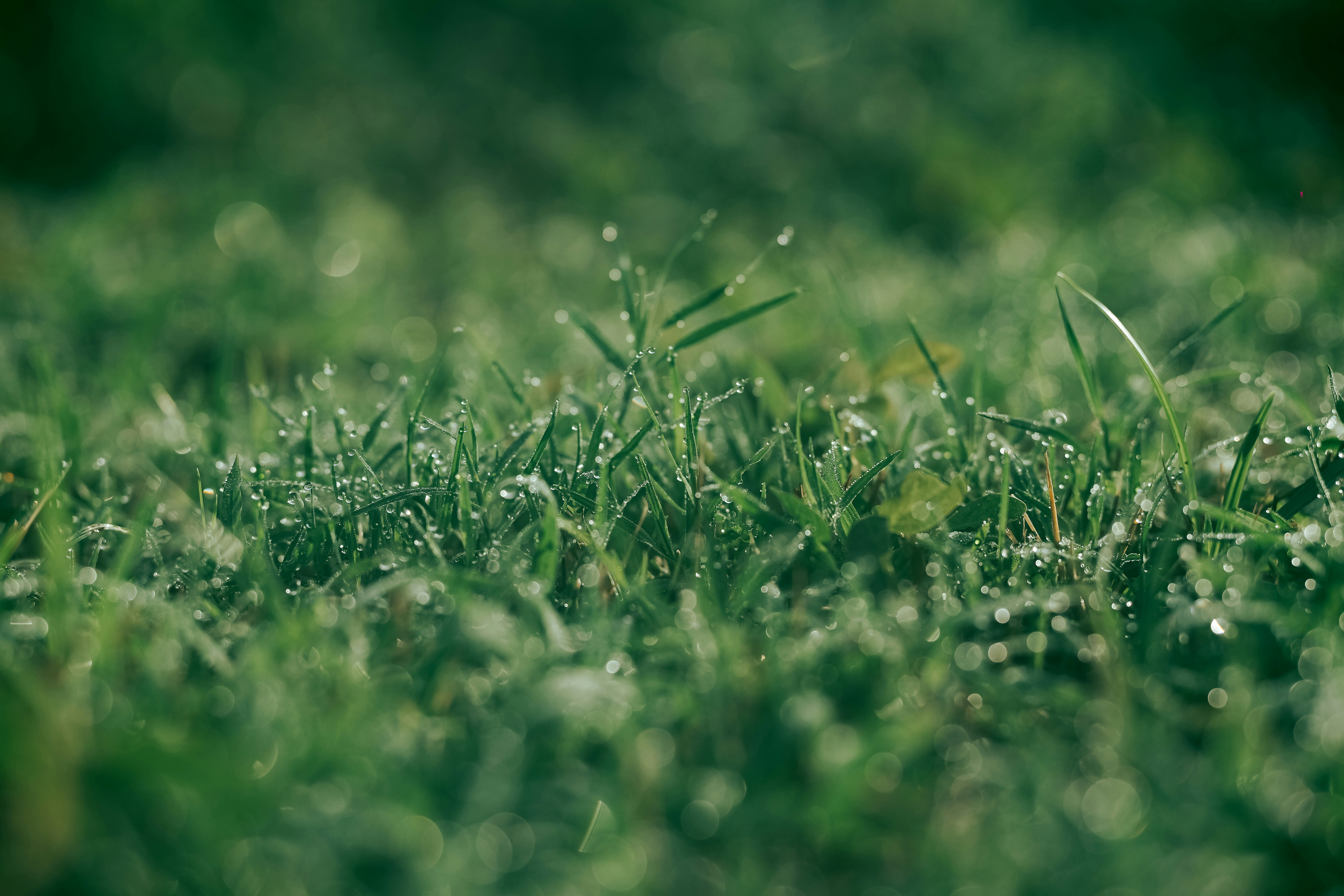 Water droplets on the grass