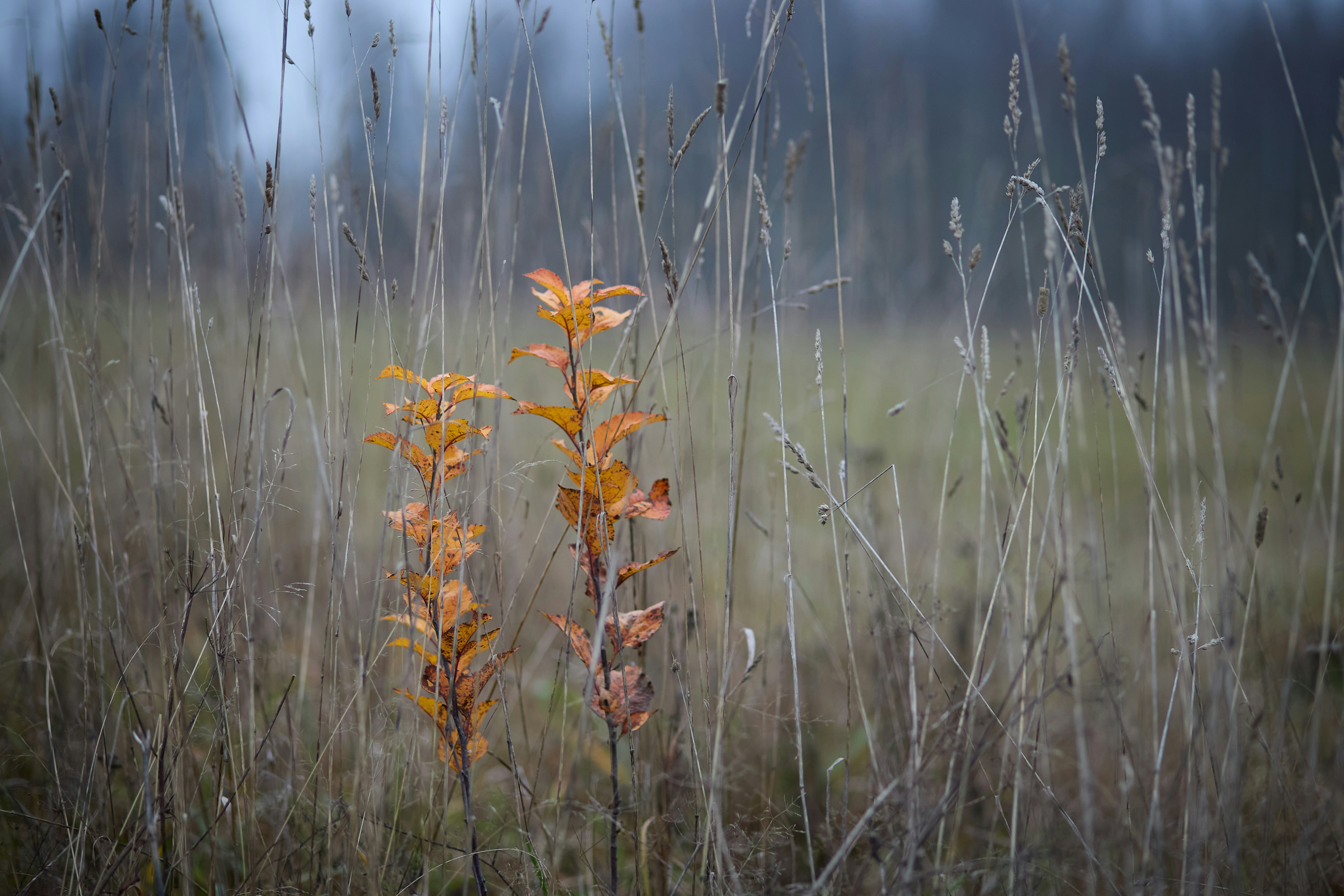 Photo by Ilya Semenov with Canon EOS 6D