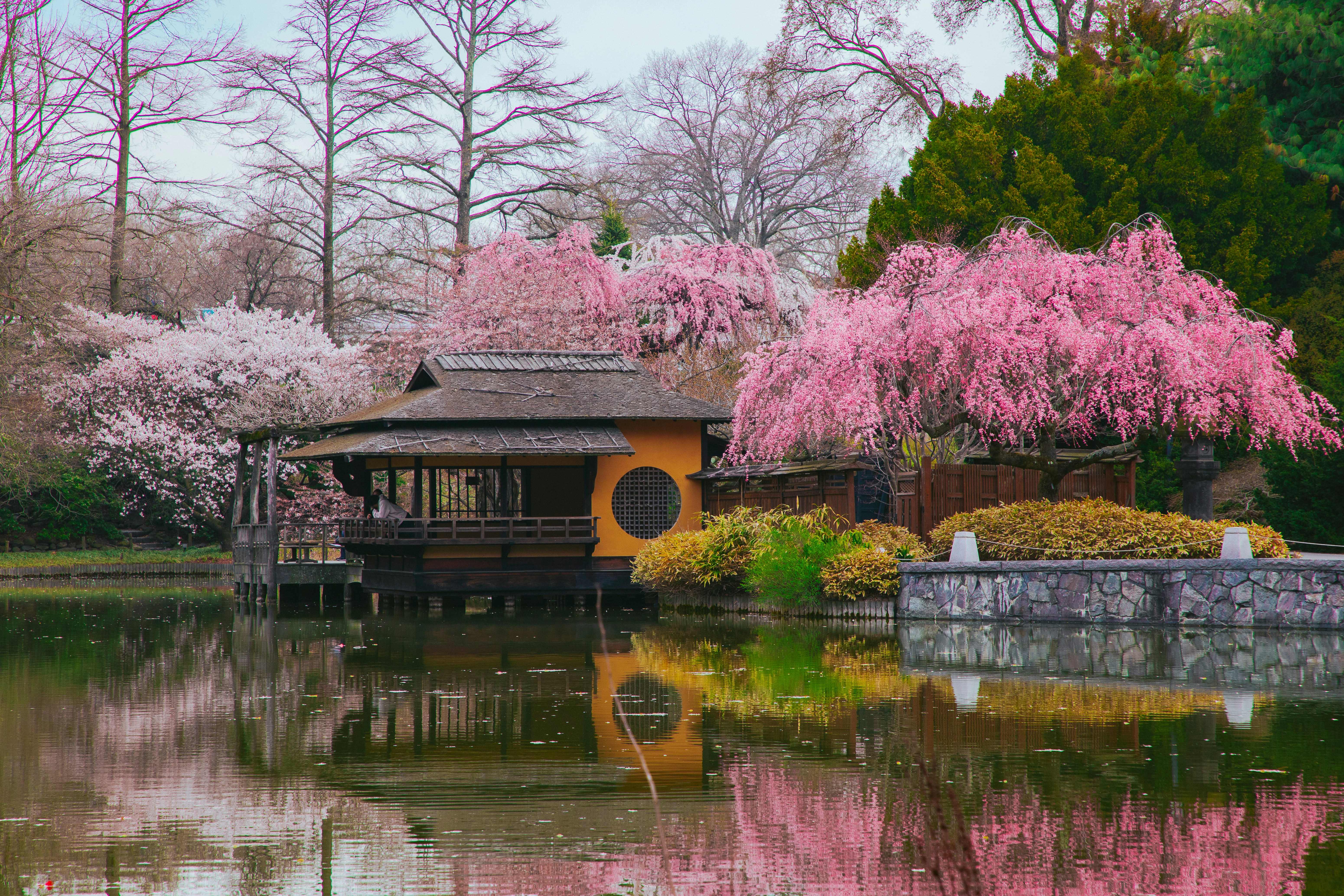 Japanese garden with blooming cherry blossoms and a pond.
