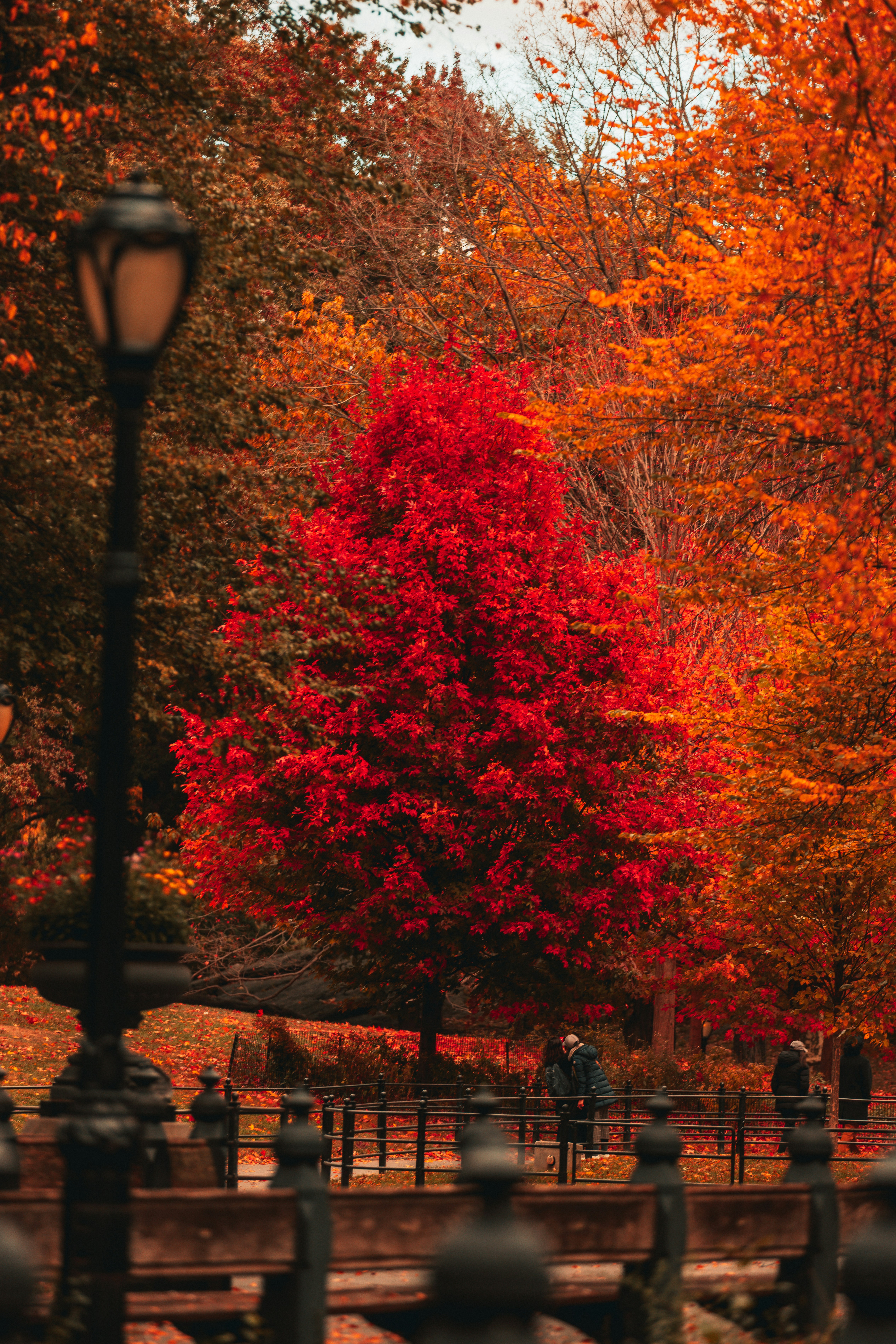 Vibrant red tree in a park during autumn
